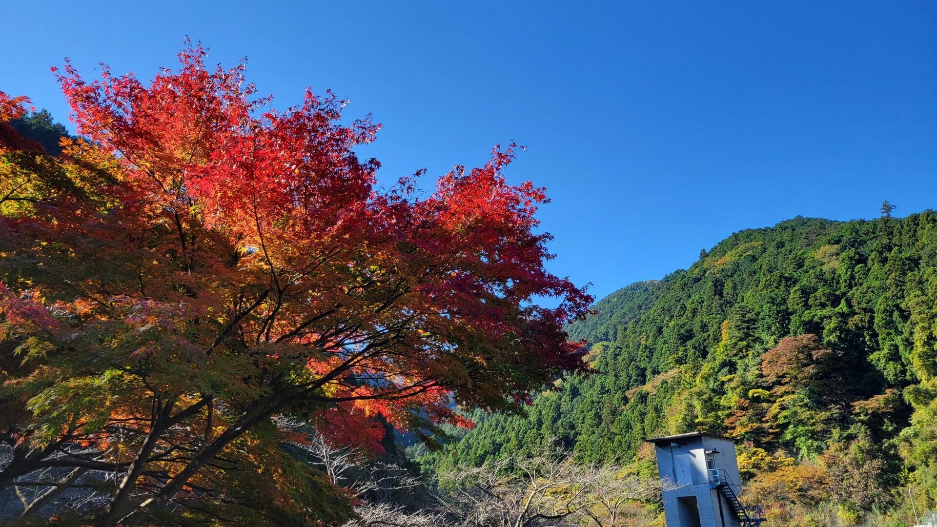 棒ノ嶺～ / kotaさんの棒ノ折山（棒ノ嶺）の活動日記 | YAMAP / ヤマップ