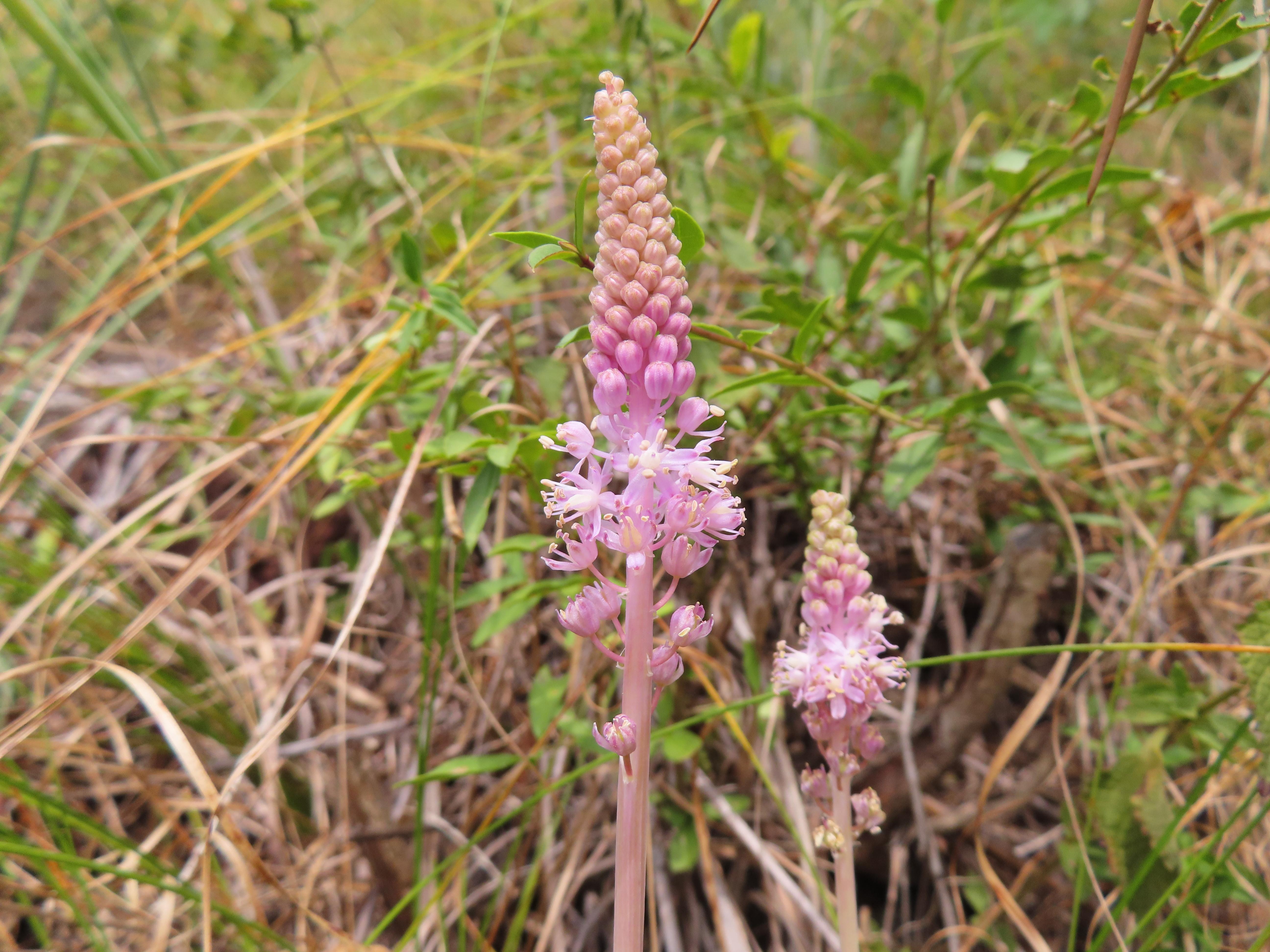 香川 城山(きやま) 🌸散策 ① / tokyo-catさんの竜王山（讃岐山脈）・大川山の活動データ | YAMAP / ヤマップ