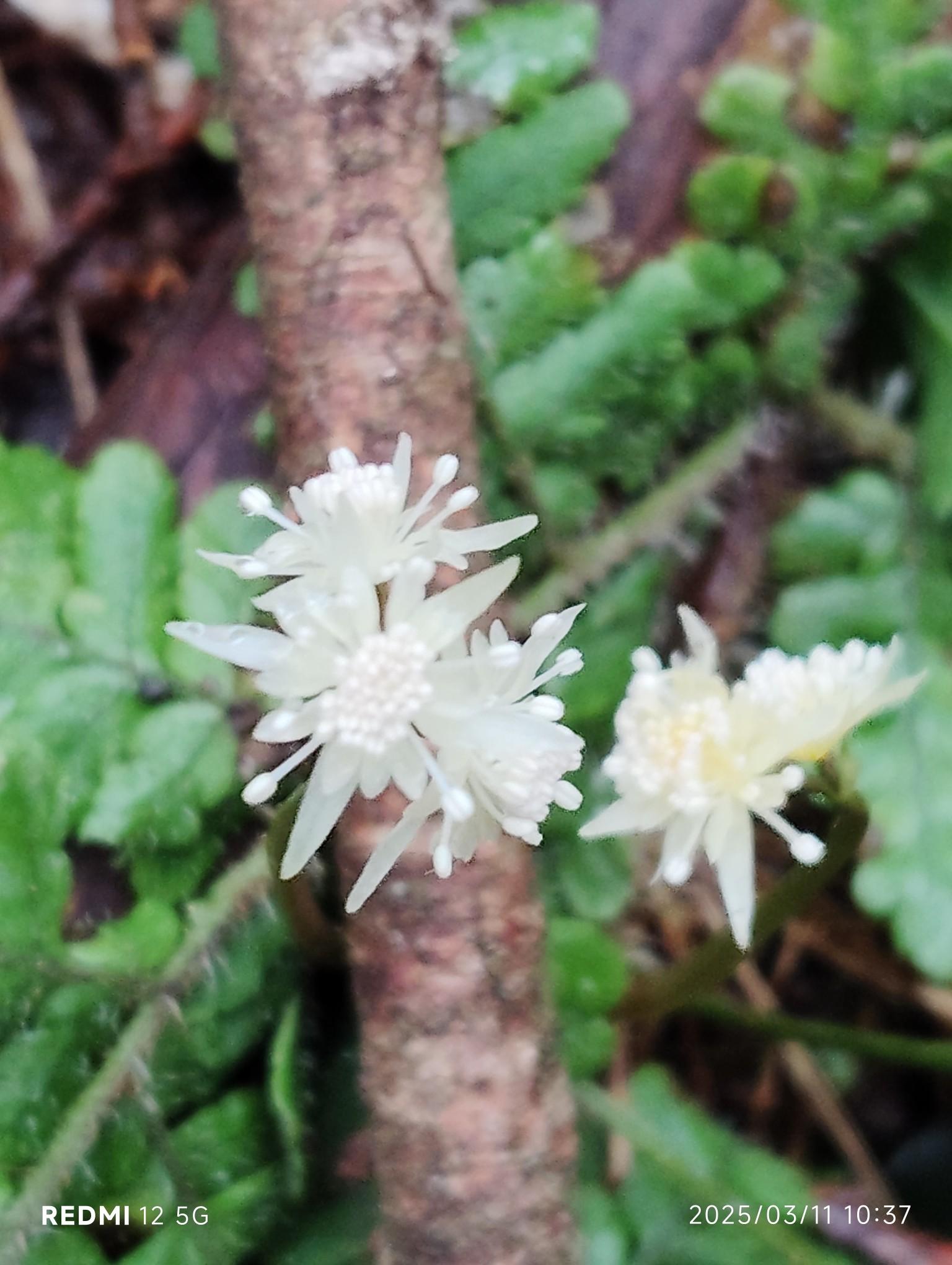 セリバオウレンが咲き始めました。すぐ近く... / Masaさんのモーメント | YAMAP / ヤマップ