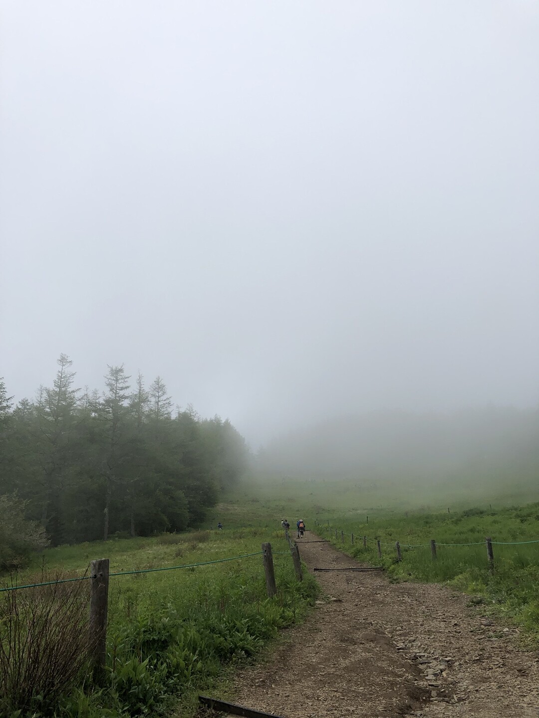 入笠山にスズランを見に行って来ましたッ ... / akkoさんのモーメント | YAMAP / ヤマップ