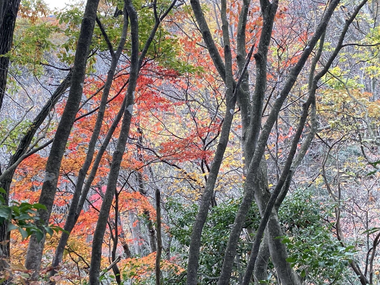 ハゲ山新道周回山歩 / らいちょう さんの城ヶ平山・ハゲ山・三角山の活動データ | YAMAP / ヤマップ