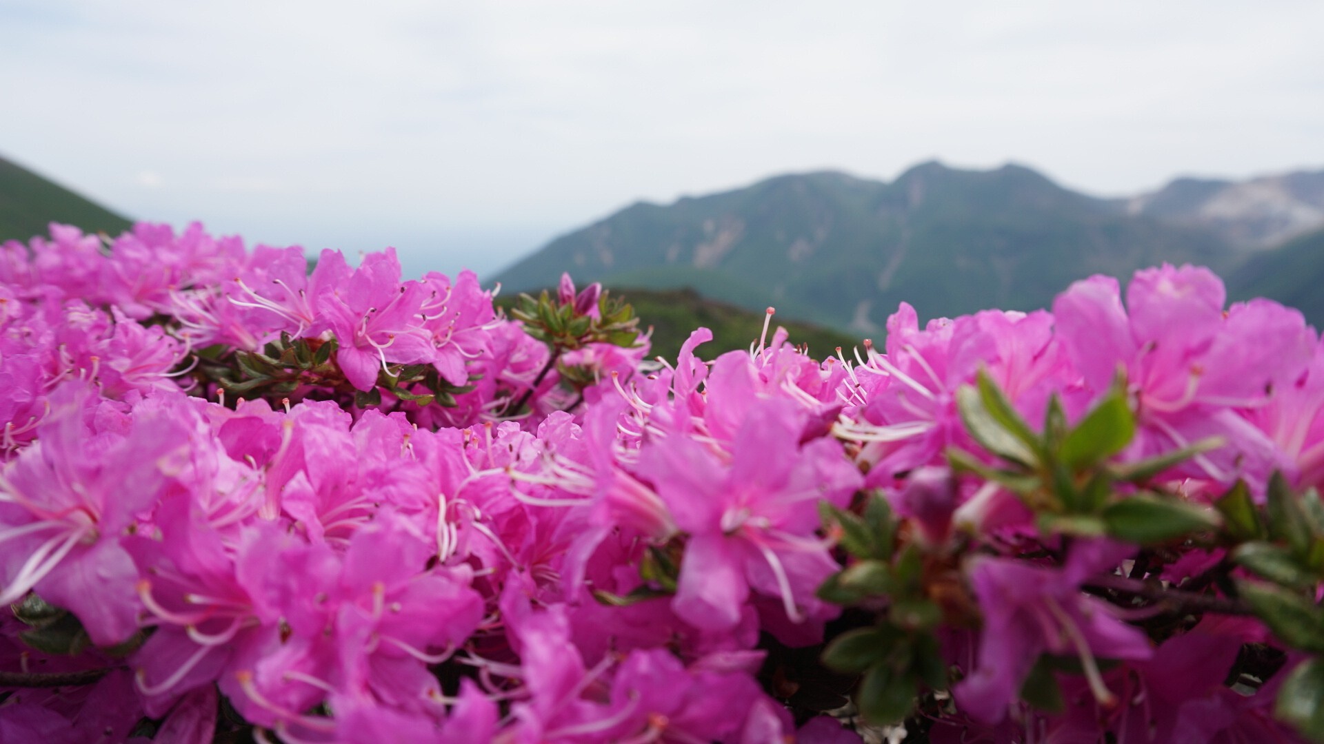 220604-05_平治岳・中岳 / kossyさんの九重山（久住山）・大船山・星生山の活動データ | YAMAP / ヤマップ