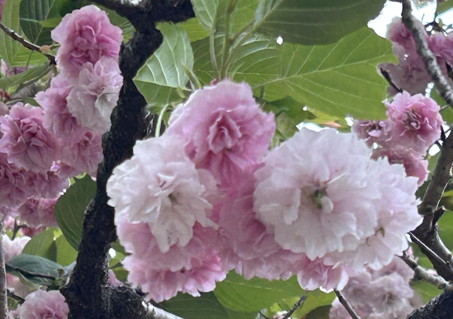 今年最後の桜かな🌸 八重咲で濃淡いろい... / ayanonさんのモーメント | YAMAP / ヤマップ