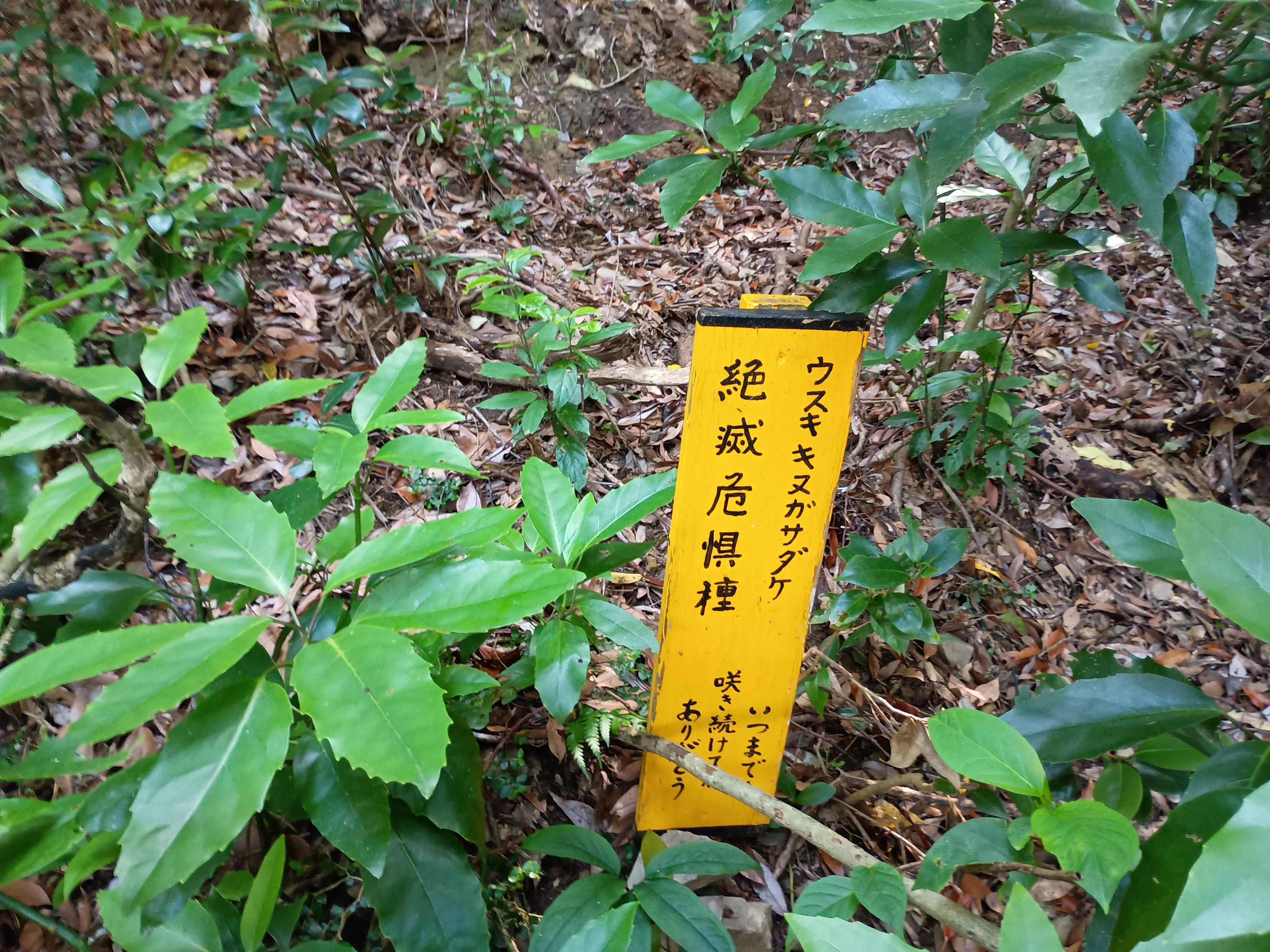 城山de空振り / ryuchanさんの湯川山・城山・孔大寺山の活動データ | YAMAP / ヤマップ