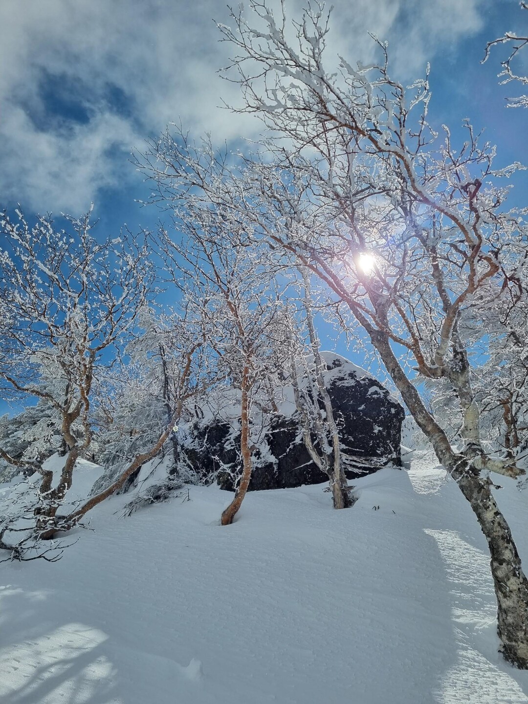Nikko -shirane san / *Shaama*さんのウォーキングの活動データ | YAMAP / ヤマップ