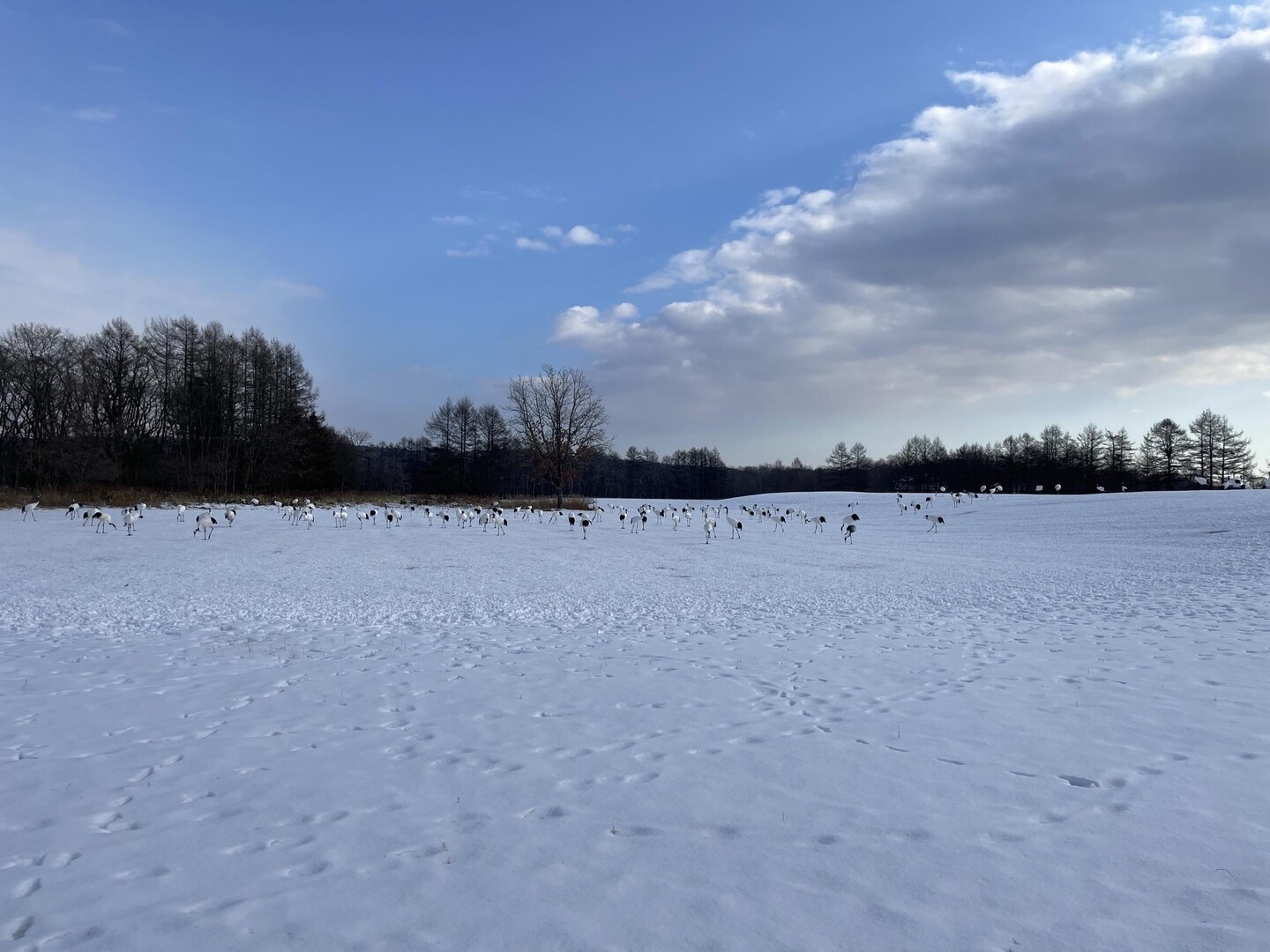 本日の釧路は晴れ。気温-2度、路面ドライ... / yuuさんのモーメント | YAMAP / ヤマップ