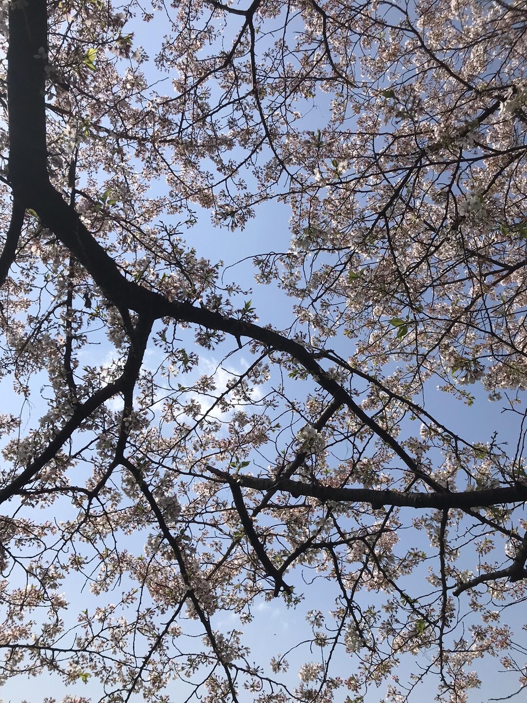 花見🌸 風で花びらヒラヒラ🌸🌸🌸... / drankmonkeyさんのモーメント | YAMAP / ヤマップ