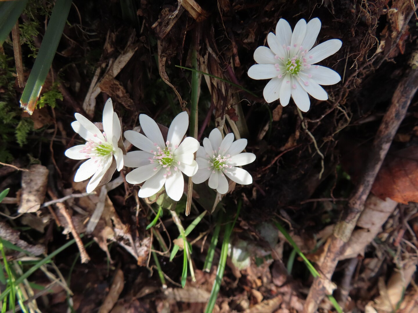 青葉山 / ibizouさんの青葉山の活動データ | YAMAP / ヤマップ