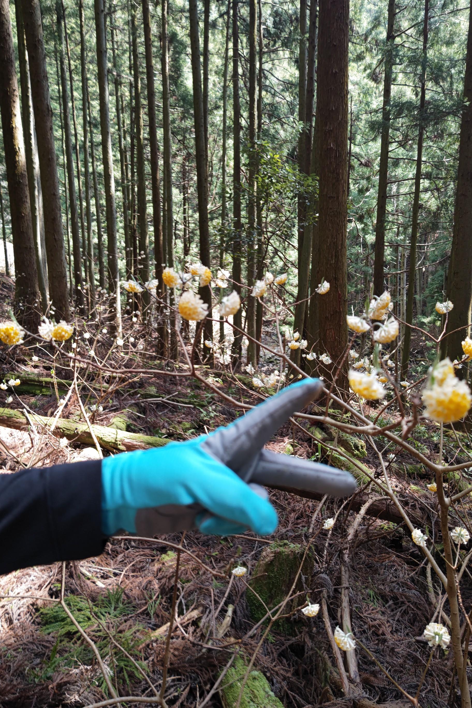 野登山・野登山（西峰）…ミツマタ見にB2人旅 / cocataさんの入道ヶ岳・鎌ヶ岳・仙ヶ岳の活動データ | YAMAP / ヤマップ