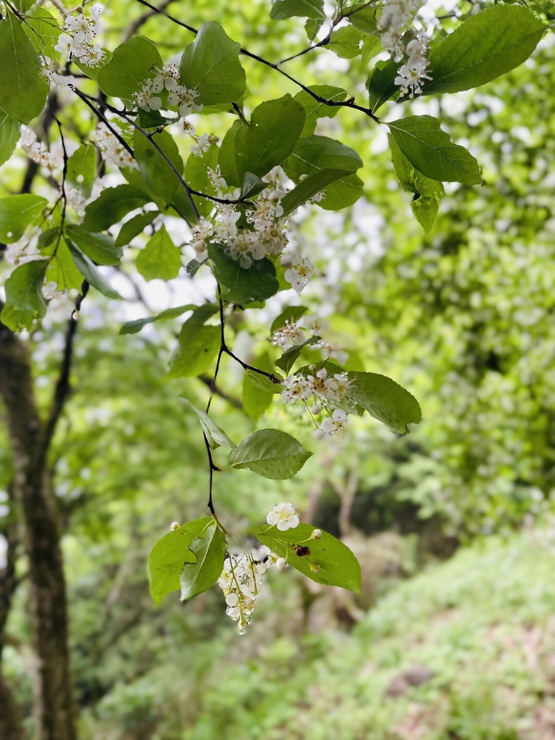 筑波山（男体山）・筑波山（女体山） / mozuさんの筑波山の活動データ | YAMAP / ヤマップ