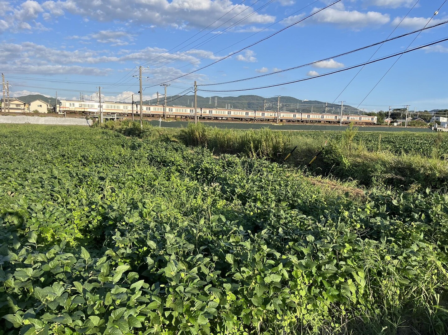 【体力錬成】幸田町•蒲郡市LSD / 鷲田交差点さんの遠望峰山・桑谷山・聖山の活動データ | YAMAP / ヤマップ