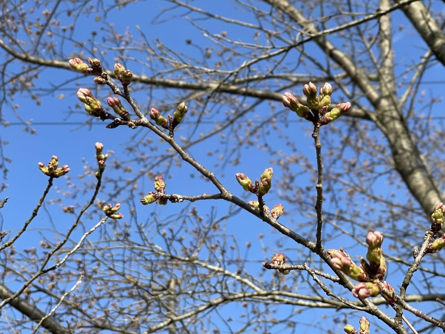 光城山 桜の蕾とダンコウバイ / mikiさんの光城山・長峰山の活動データ | YAMAP / ヤマップ