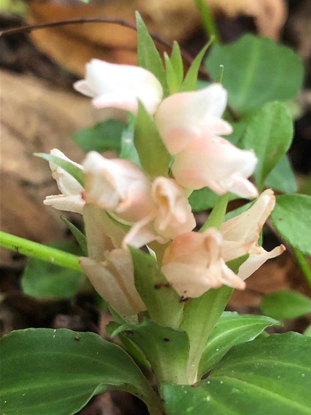 野幌にもアケボノシュスラン / キクオさんの野幌森林公園の活動データ | YAMAP / ヤマップ
