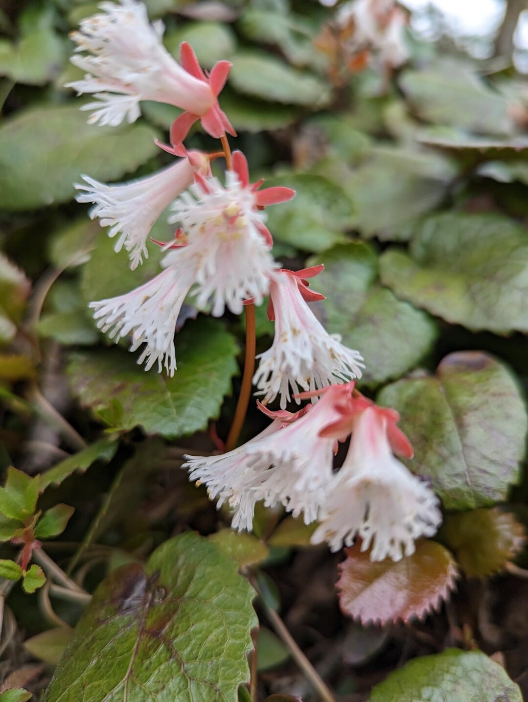 第二真富士山 / y☆shiさんの真富士山の活動データ | YAMAP / ヤマップ