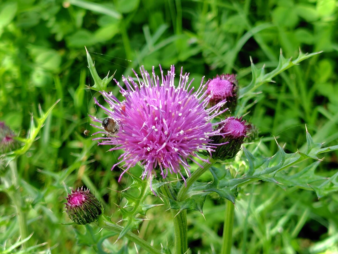 ちょい六ヶ岳 / k339さんの六ヶ岳の活動データ | YAMAP / ヤマップ