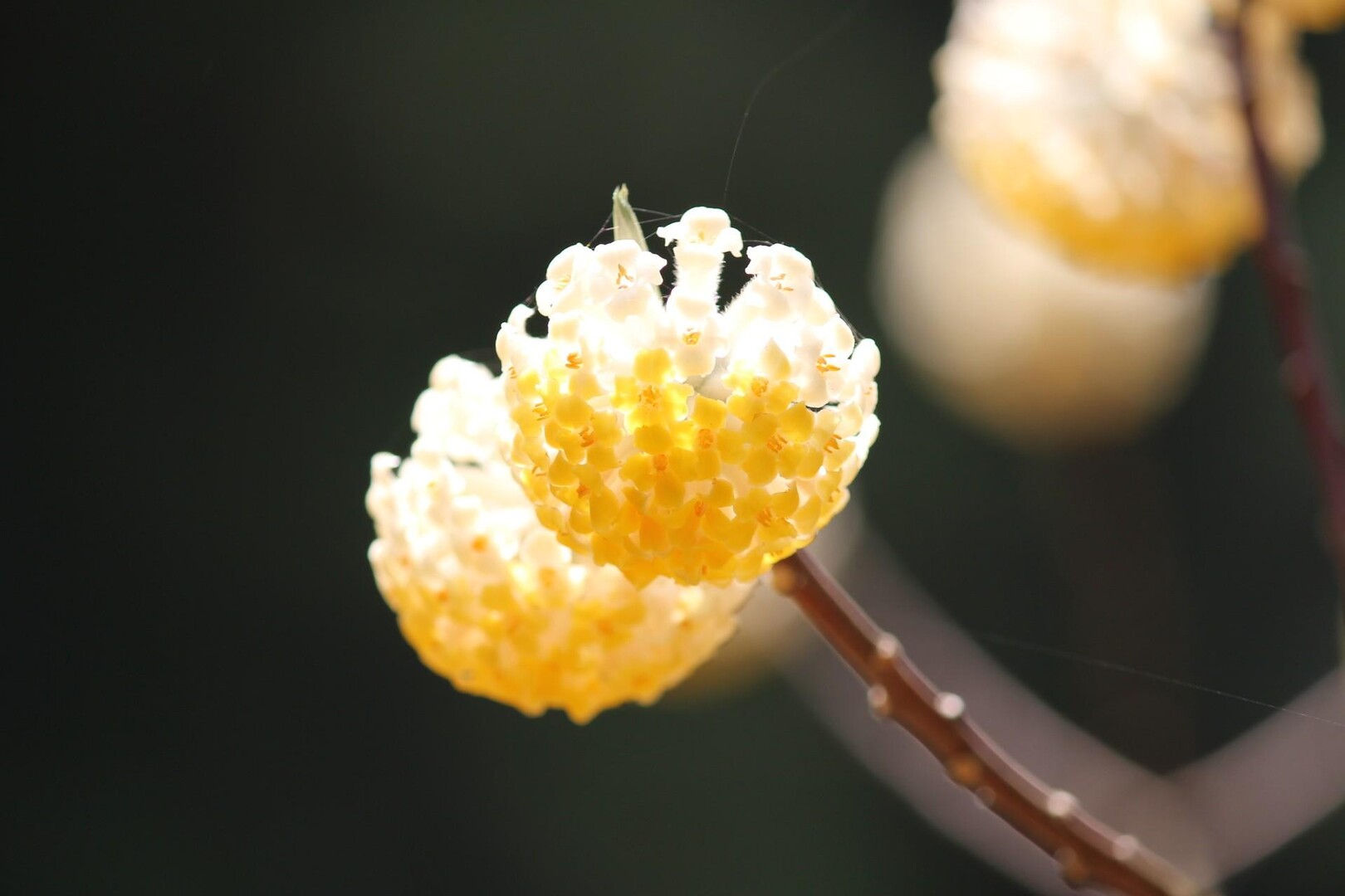 ミツマタで徘徊 / Mt.OKA🎃さんの高室山の活動データ | YAMAP / ヤマップ