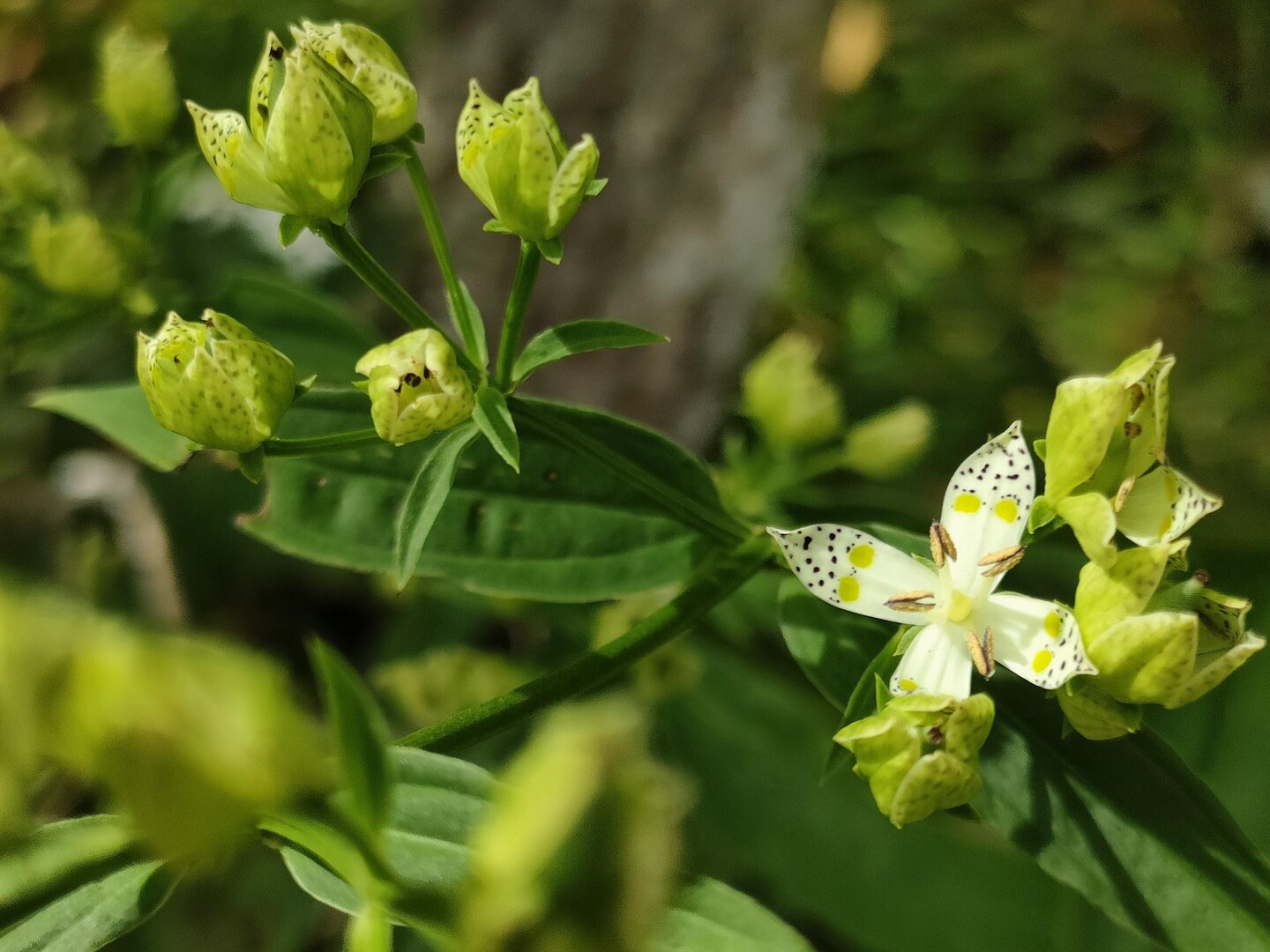 赤城山歩 / gontaさんの赤城山・黒檜山・荒山の活動データ | YAMAP / ヤマップ