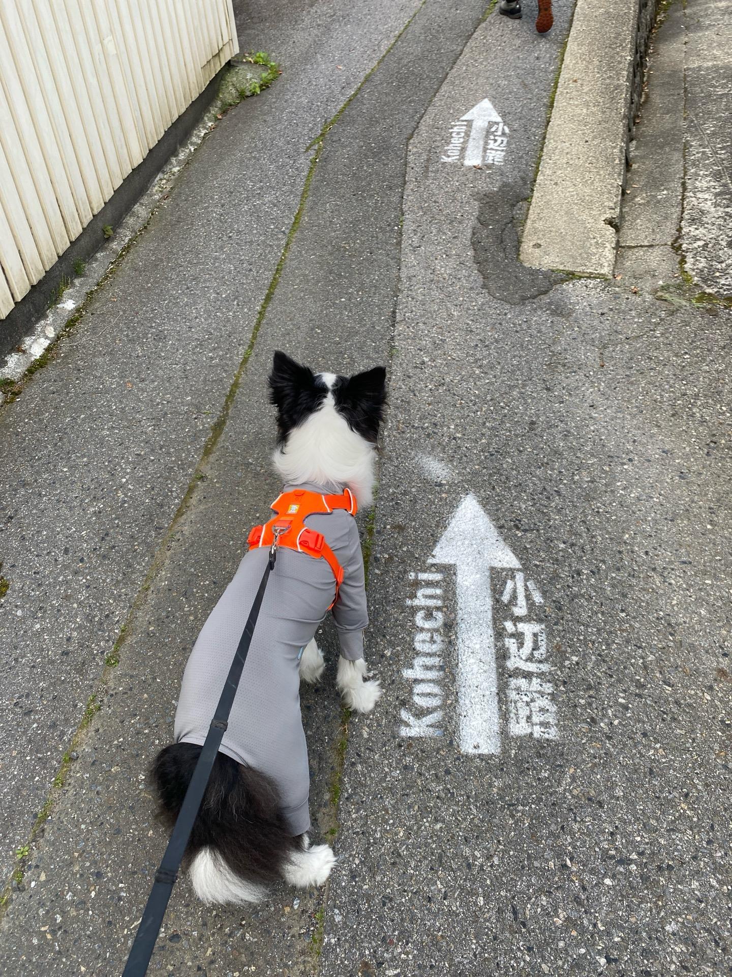 伯母子岳 trek the dog / tetsuyasammyさんの伯母子岳の活動データ | YAMAP / ヤマップ