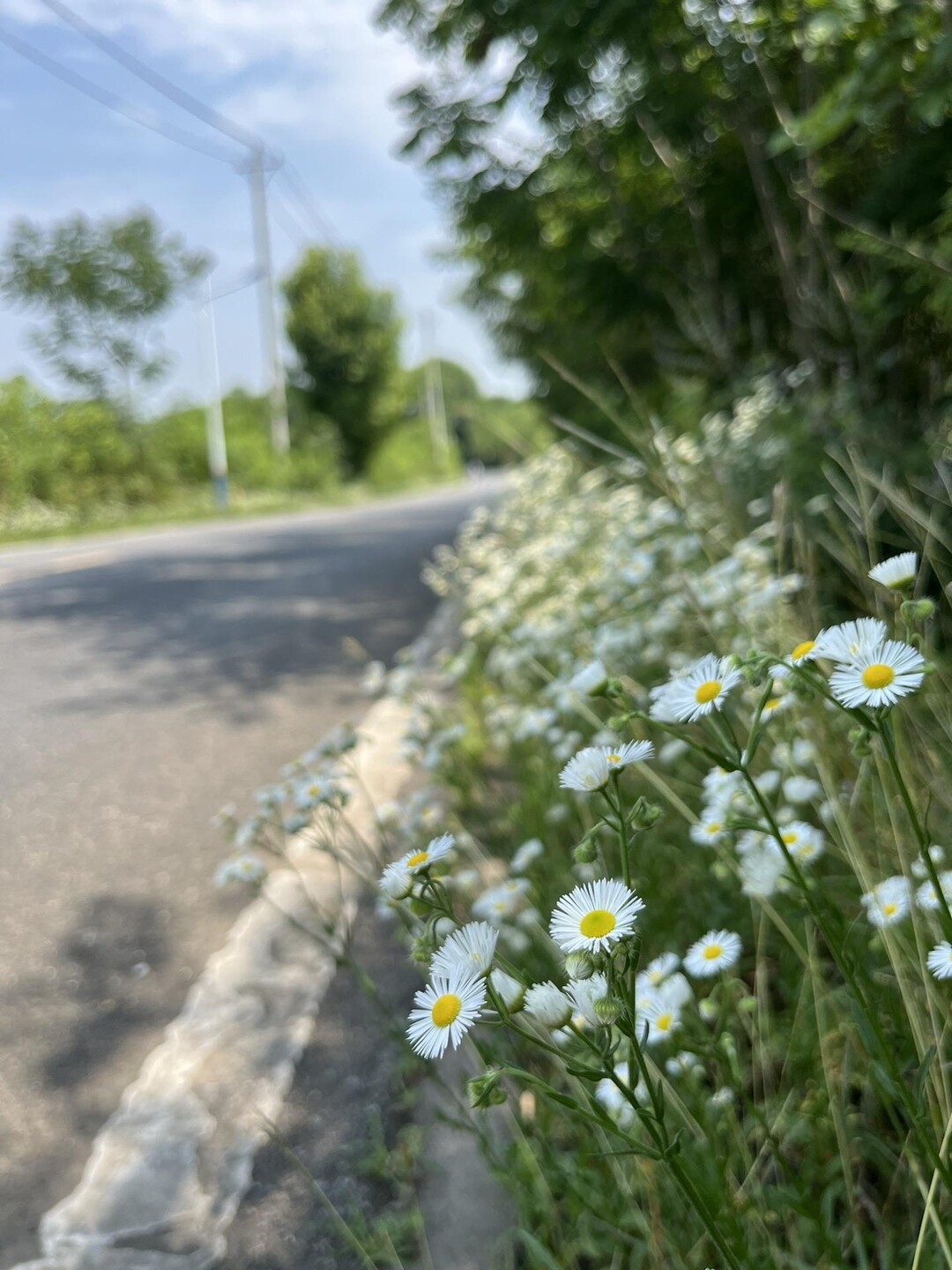 梁子湖-2024-06-16 / かみrupan7さんのサイクリングの活動データ | YAMAP / ヤマップ
