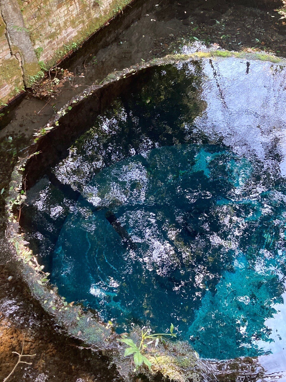 三島散歩 中郷温水地〜柿田川公園 / ふぁん太G3さんの東海道五十三次 (三島宿・沼津宿・原宿・吉原宿)の活動日記 | YAMAP / ヤマップ