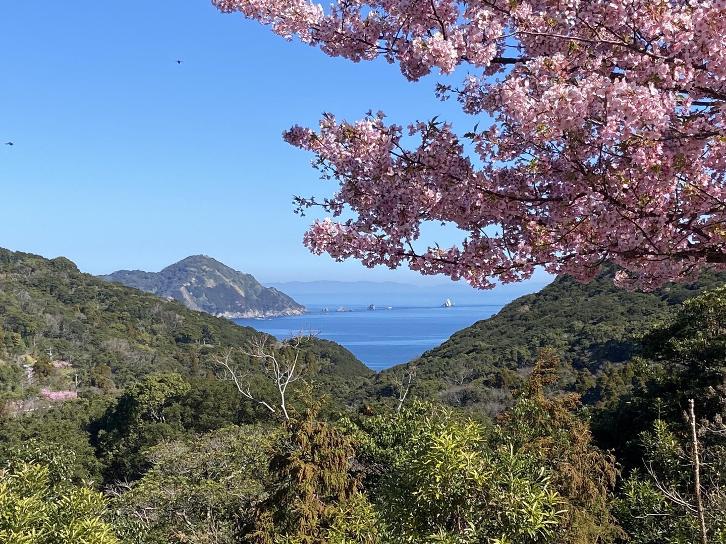 津久見の河津桜‼️ヤバい綺麗やた‼️ / いちろうたさんのモーメント | YAMAP / ヤマップ