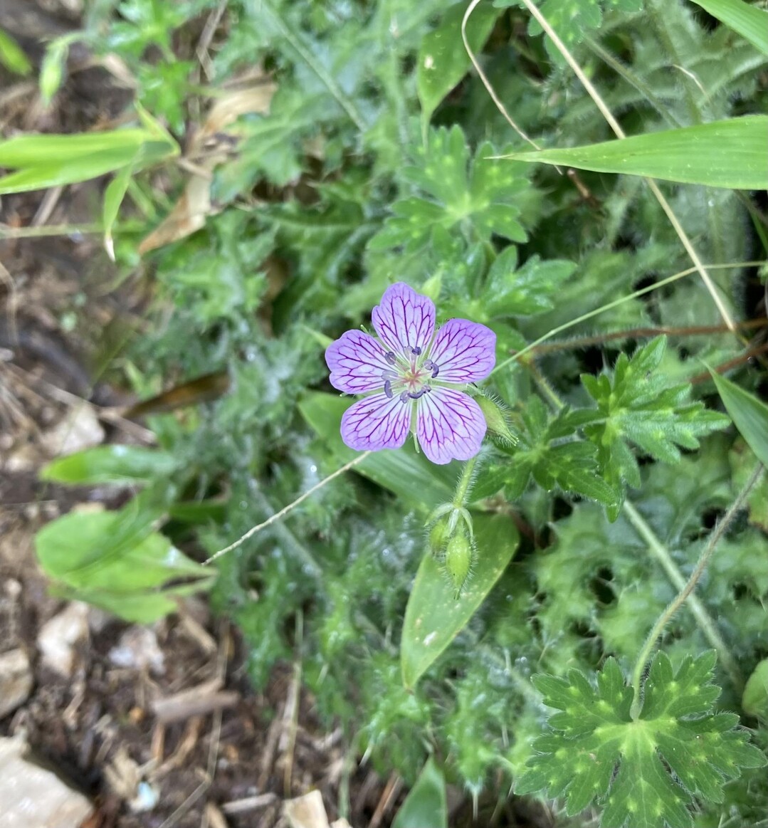 塔丸 / 3104（YUKAKO）さんの剣山の活動データ | YAMAP / ヤマップ