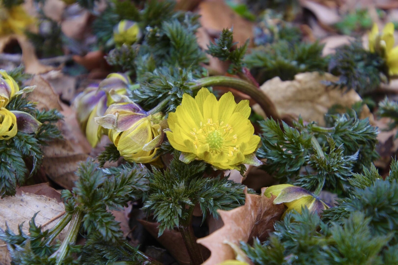 春の兆し (光城山) / kazu51さんの光城山・長峰山の活動データ | YAMAP / ヤマップ