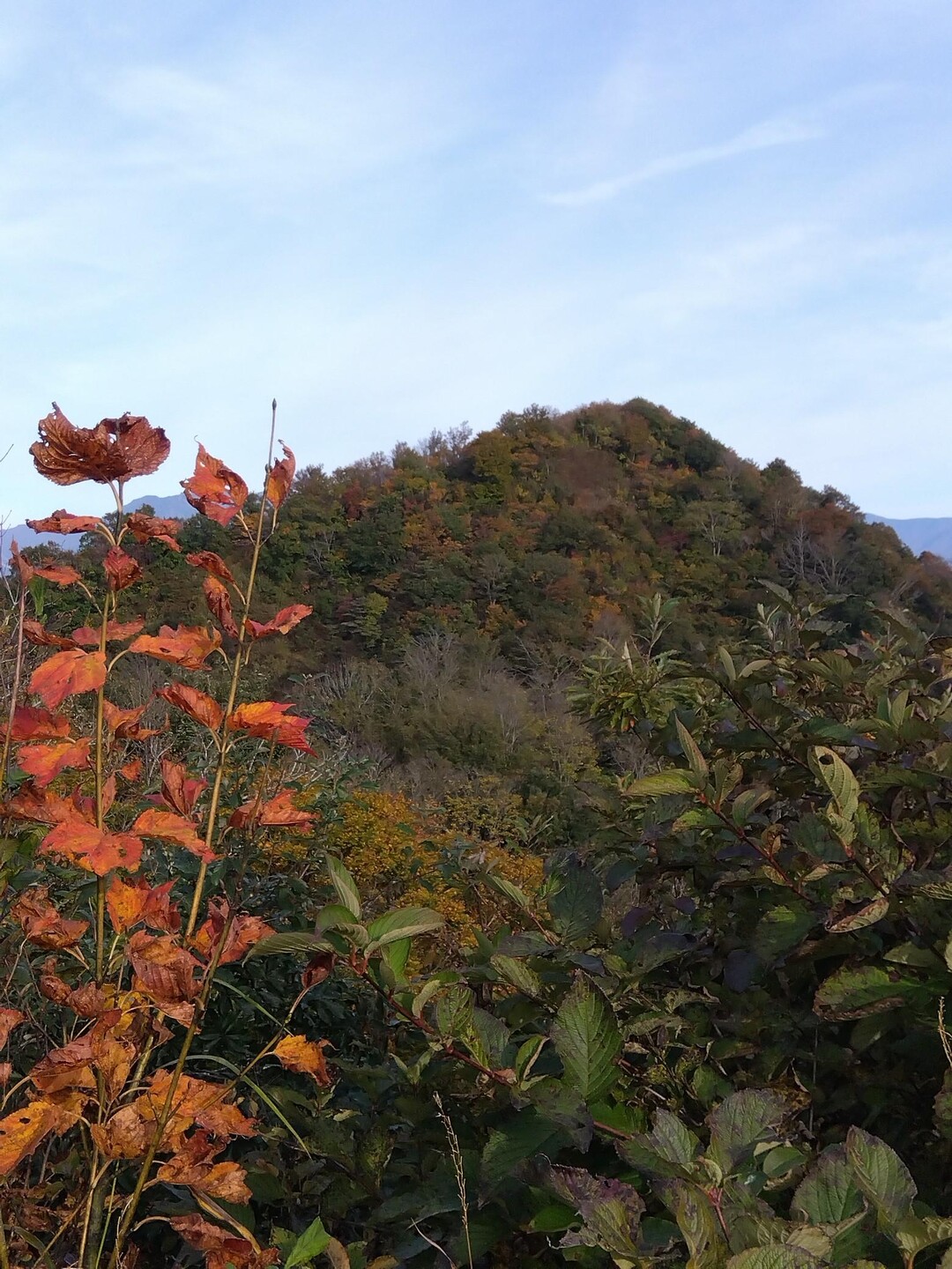 樽山-2024-10-31 / mimiさんのウォーキングの活動データ | YAMAP / ヤマップ