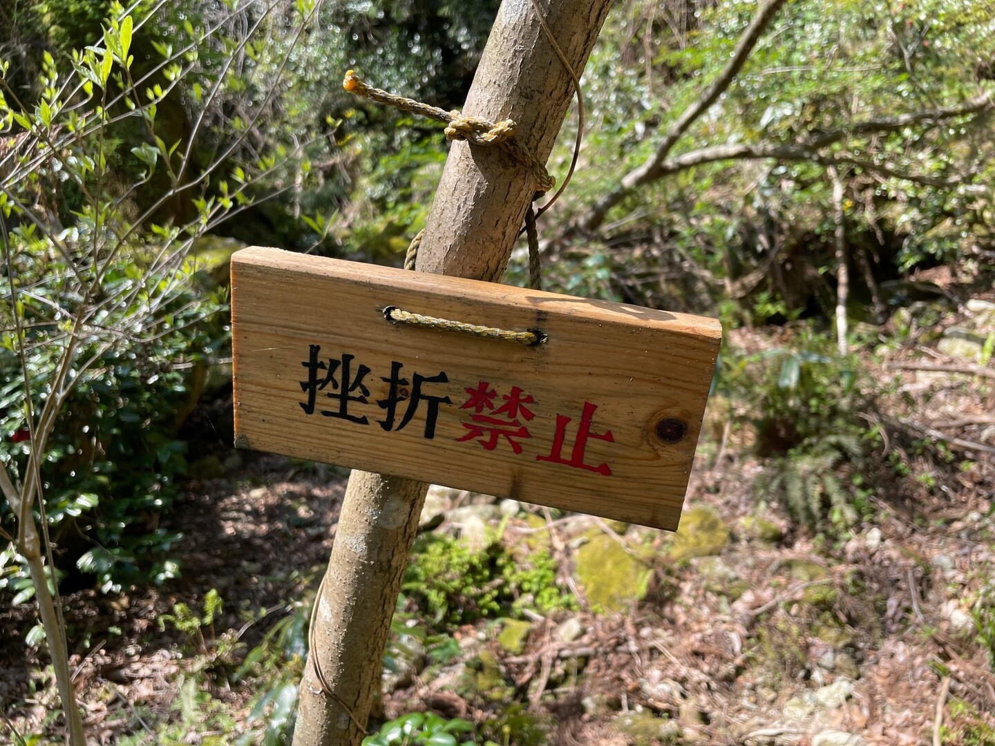 水無山・源氏山（周回） / JOG太郎さんの水無山の活動データ | YAMAP / ヤマップ