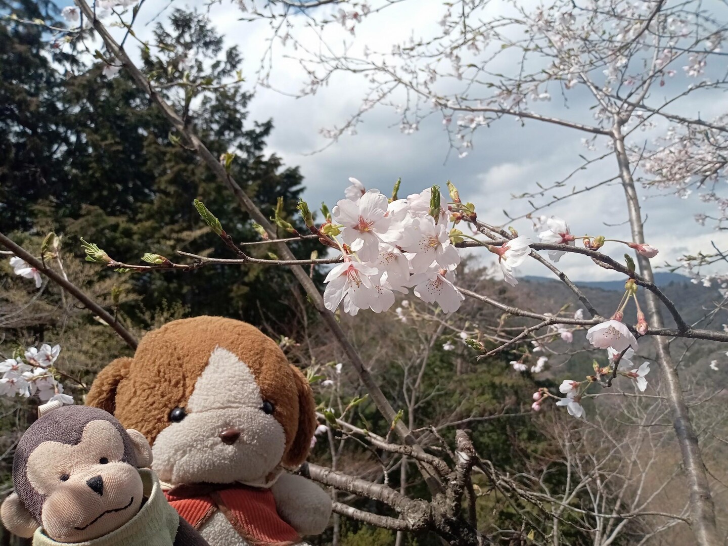 春の陽気を楽しむ！八重山ハイキング（虎丸山〜要害山〜聖武連山〜八重山） / monkichi_1さんの八重山・能岳・聖武連山・要害山の活動データ | YAMAP / ヤマップ