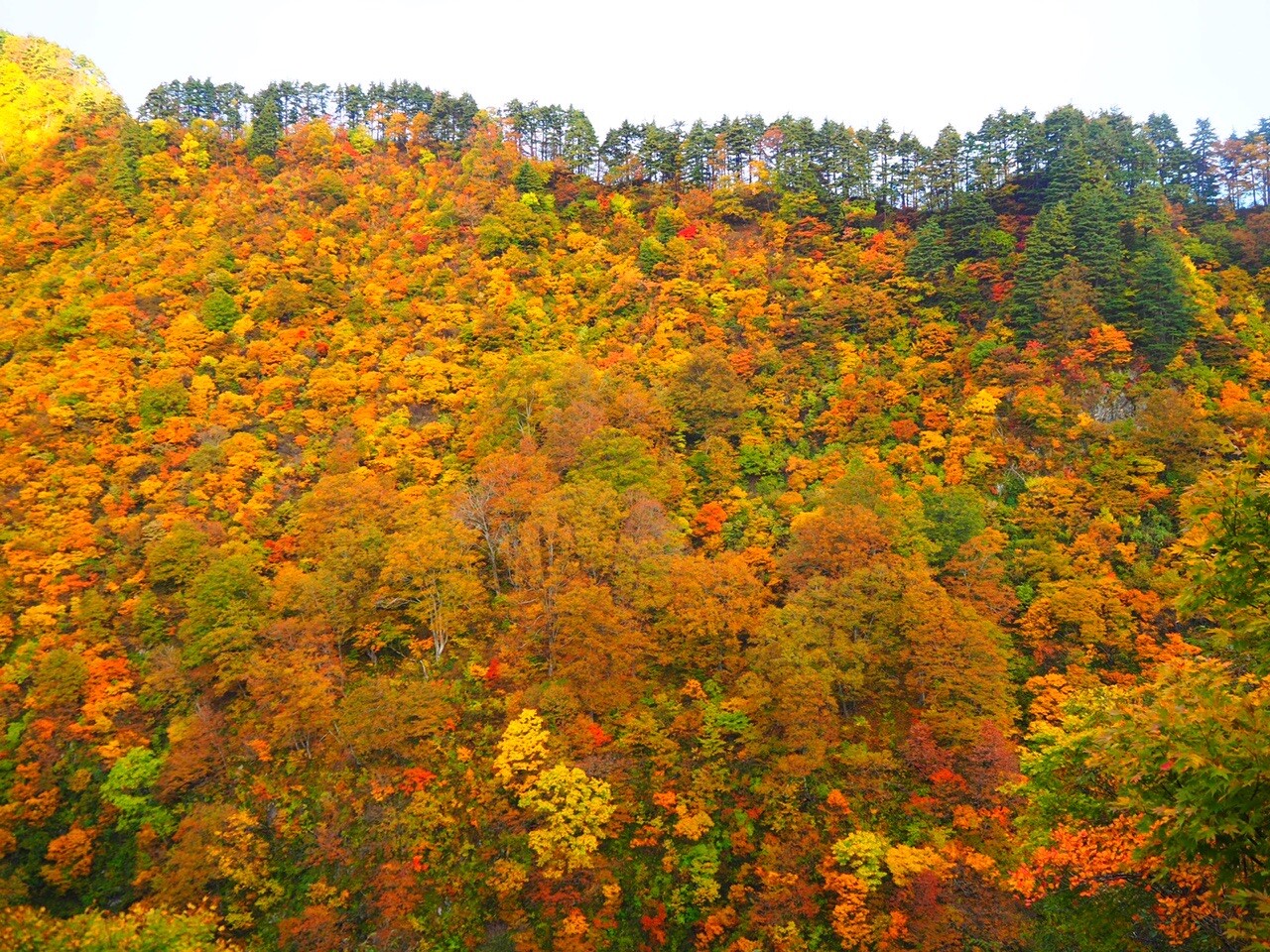 鍋倉山 / norikoさんの朳差岳・鉾立峰・大石山の活動日記 | YAMAP / ヤマップ