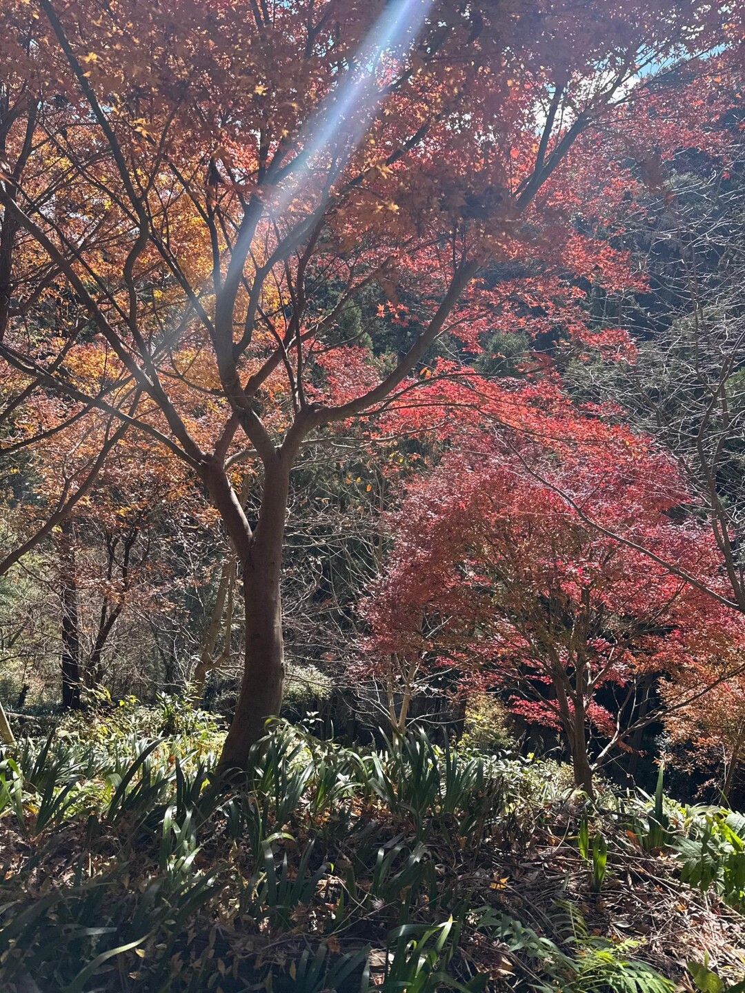 第5回 高尾山 with 妻&愛犬 / Eddieさんの高尾山・陣馬山・景信山の活動データ | YAMAP / ヤマップ