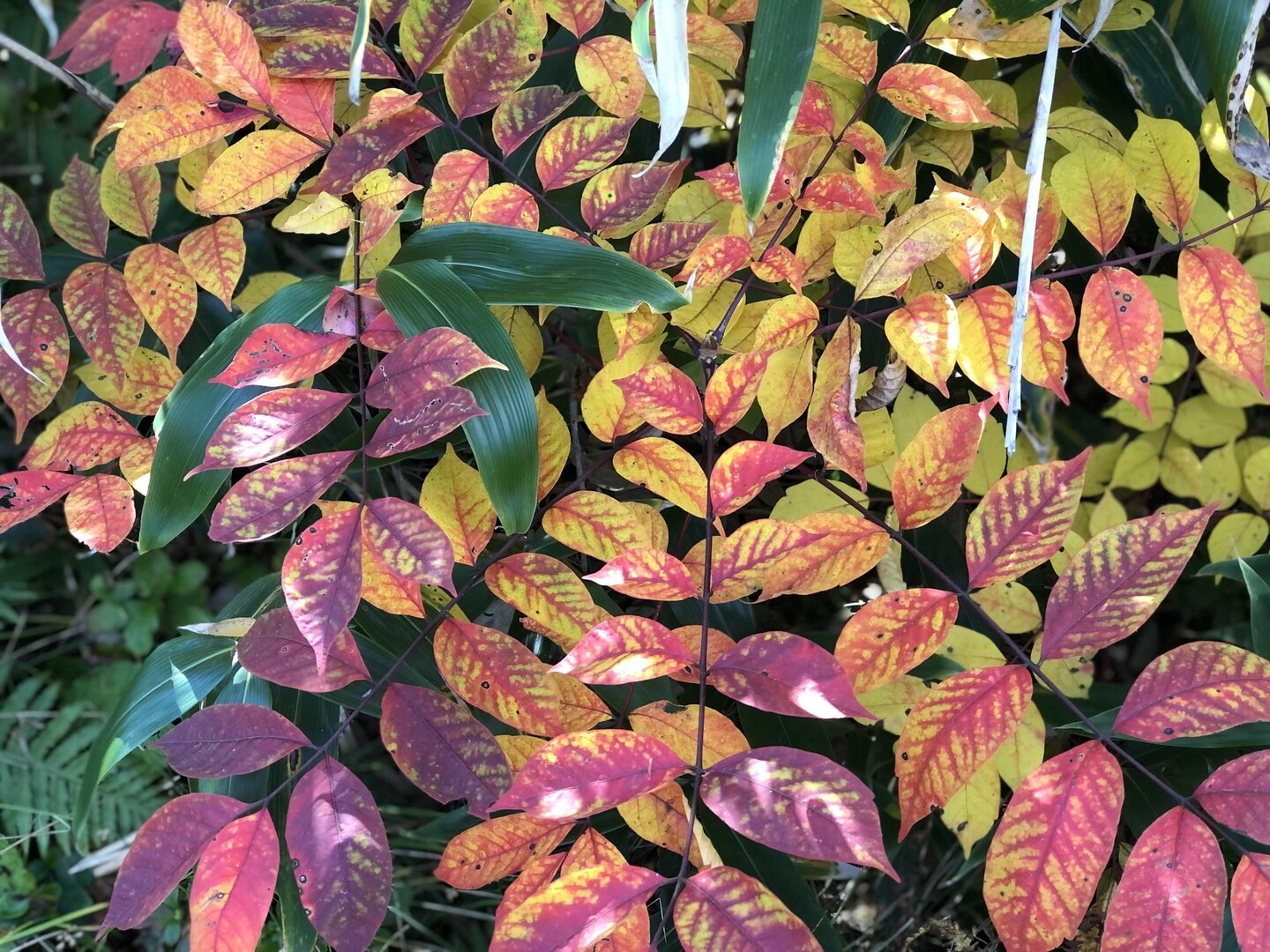 船形山（御所山）・蛇ヶ岳 / shanneiさんの船形山（御所山）・泉ヶ岳・蛇ヶ岳の活動データ | YAMAP / ヤマップ