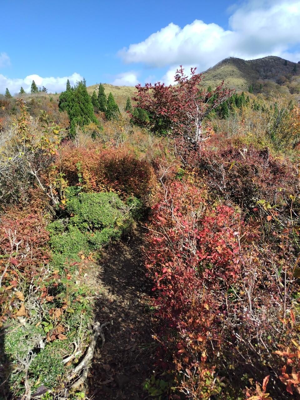 坊村から武奈ヶ岳、釈迦岳へ / shigさんの比良山地・武奈ヶ岳・釈迦岳の活動データ | YAMAP / ヤマップ