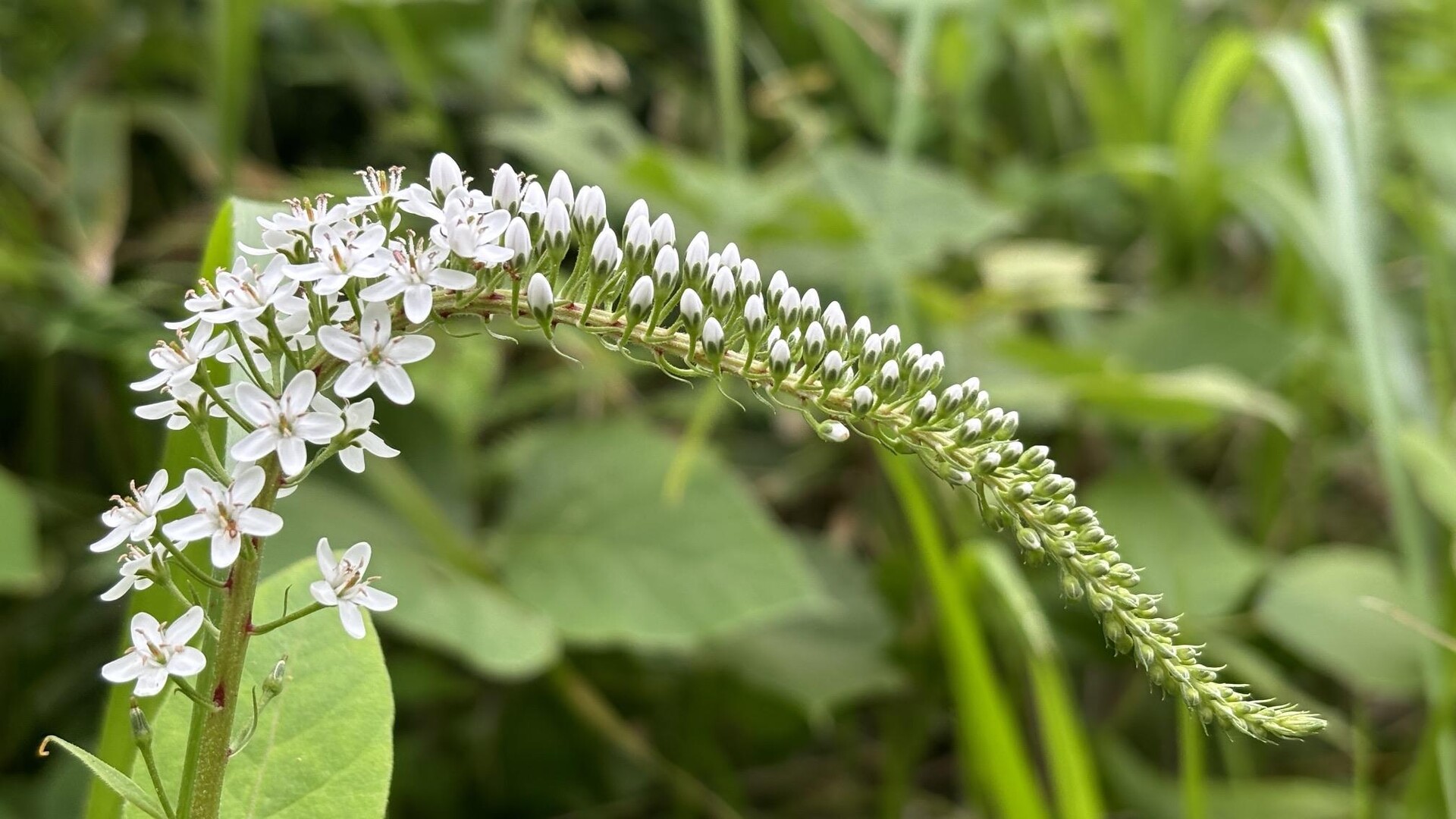 高尾山 32°C / Masa.Rさんの高尾山・陣馬山・景信山の活動データ | YAMAP / ヤマップ