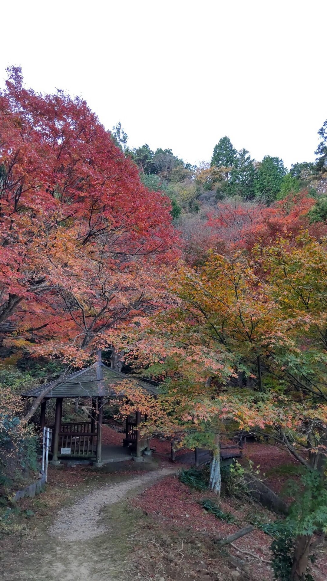 宮路山・五井山縦走 / とびっこさんの五井山・宮路山・御堂山の活動データ | YAMAP / ヤマップ