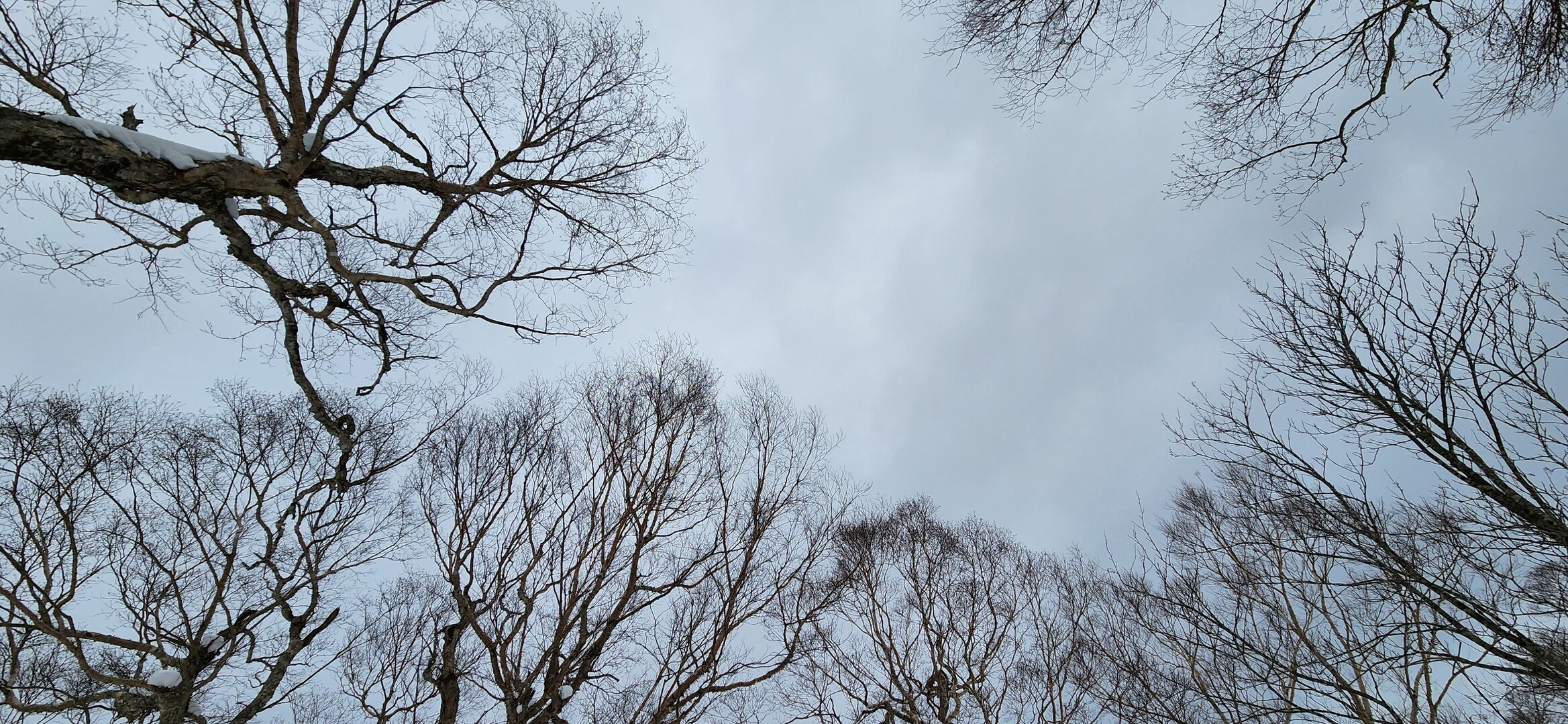 桐ノ木沢山 / SORA ꕤ୭‪ (まるこ)さんの兜明神嶽（兜明神岳）・岩神山の活動日記 | YAMAP / ヤマップ