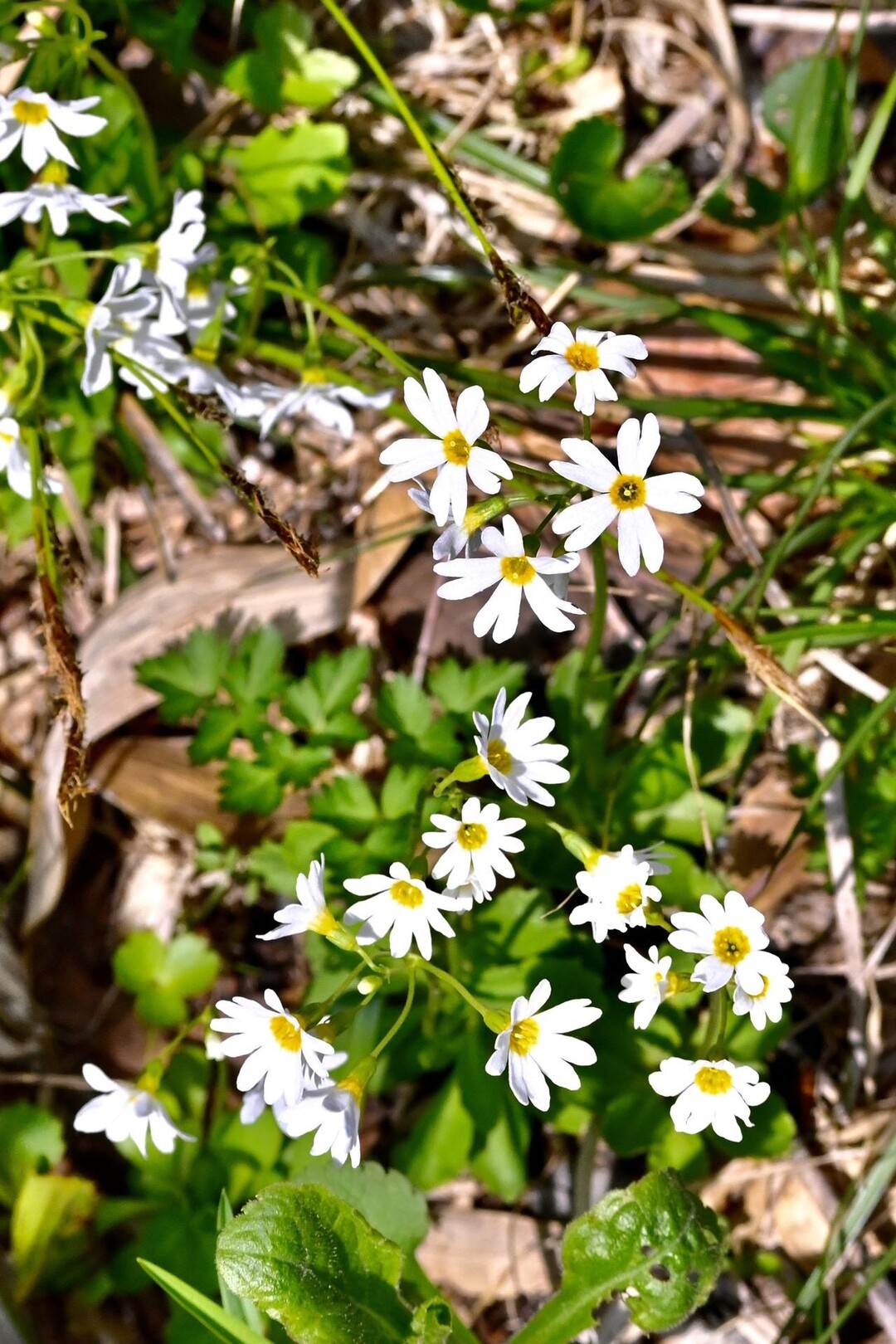 千沼ヶ原へ / TAKKUNさんの乳頭山・湯森山・大白森の活動データ | YAMAP / ヤマップ