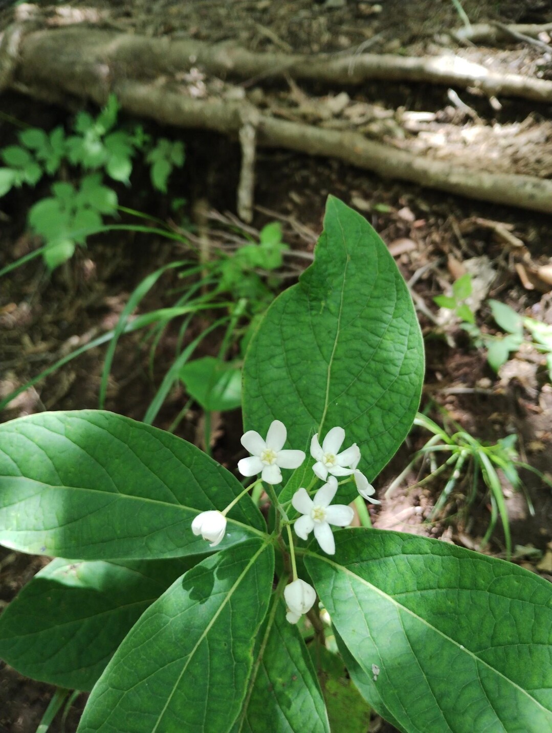 今倉山(東峰)・今倉山(西峰, 御座入山)・松山(赤岩)・中ノ沢ノ頭・二十六夜山(道志二十六夜山) / KAAZ さんの大室山・畦ヶ丸山・菰釣山の活動データ | YAMAP / ヤマップ