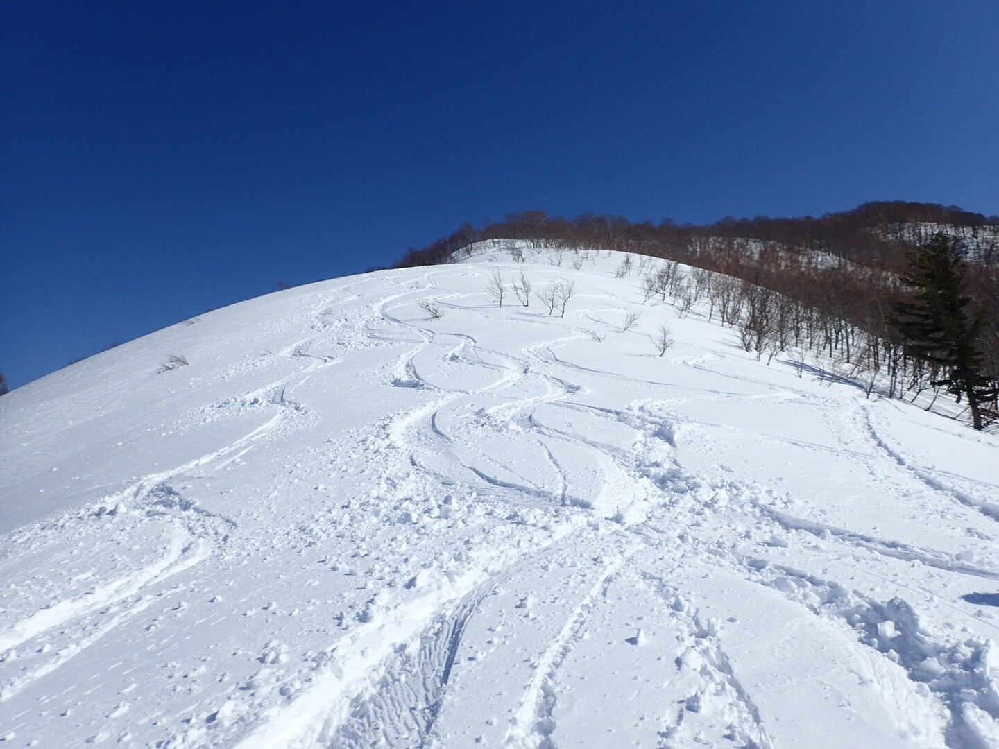 最高の晴天！仁王山 / こむぎ＆なつめさんの白木峰・小白木峰の活動データ | YAMAP / ヤマップ