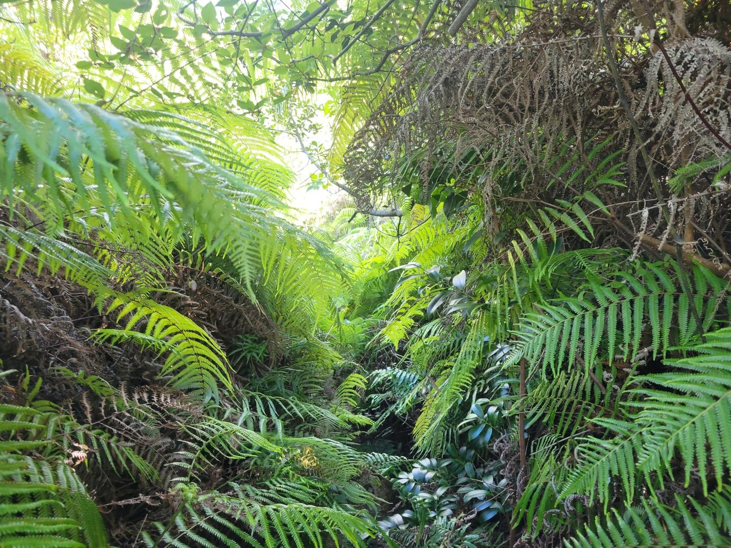 小天狗山・天狗山ジャングルツアー / RIMOさんの天狗山の活動データ | YAMAP / ヤマップ