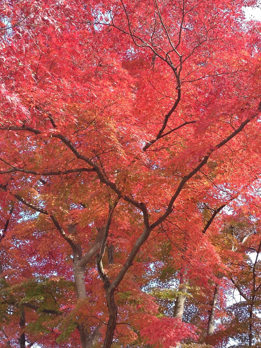 赤館山2022-11-10 / やまやさんの天狗山の活動日記 | YAMAP / ヤマップ