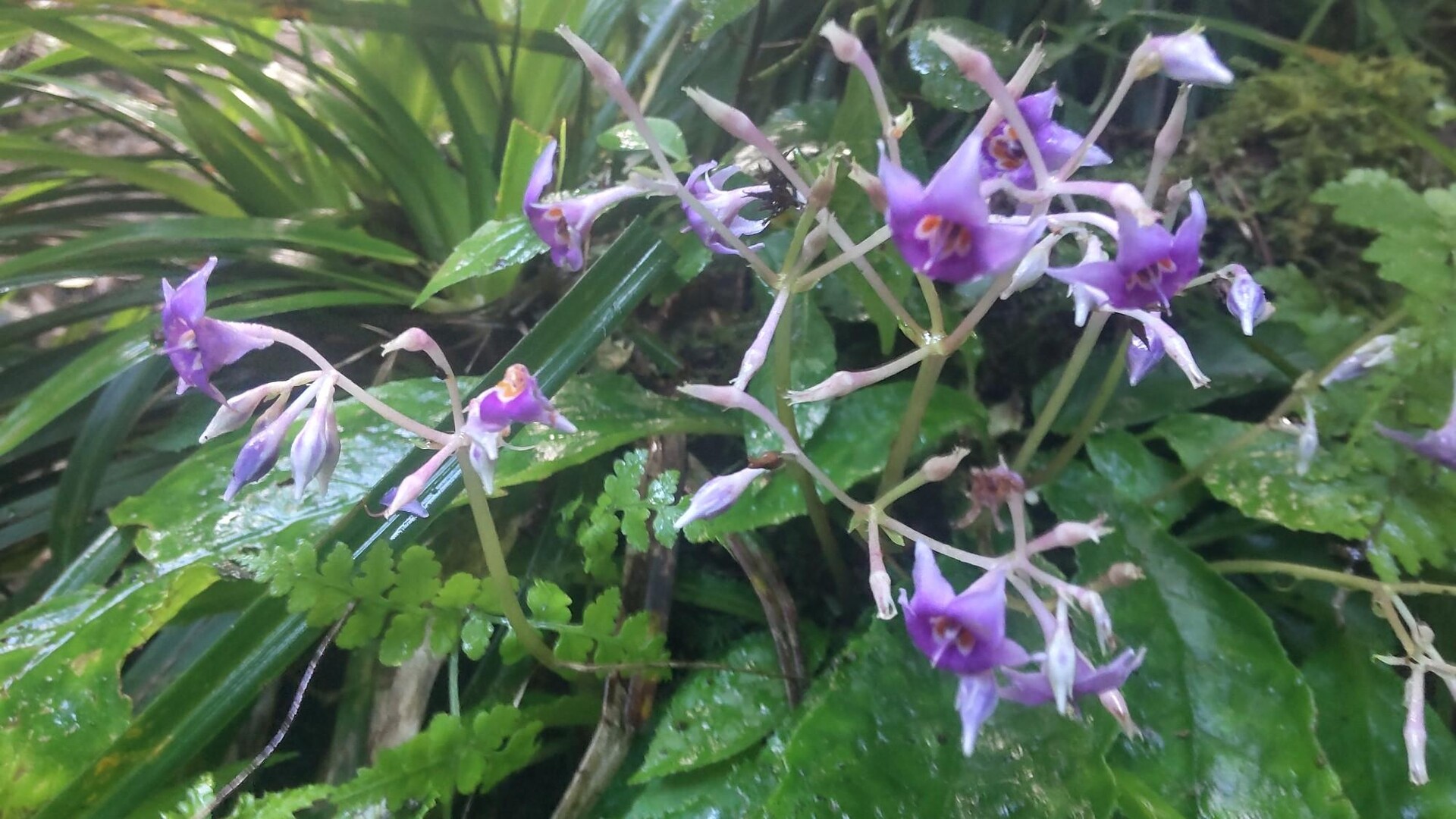 カトラ谷〜タカハタ谷（金剛山） / ikkoさんの金剛山・二上山・大和葛城山の活動日記 | YAMAP / ヤマップ