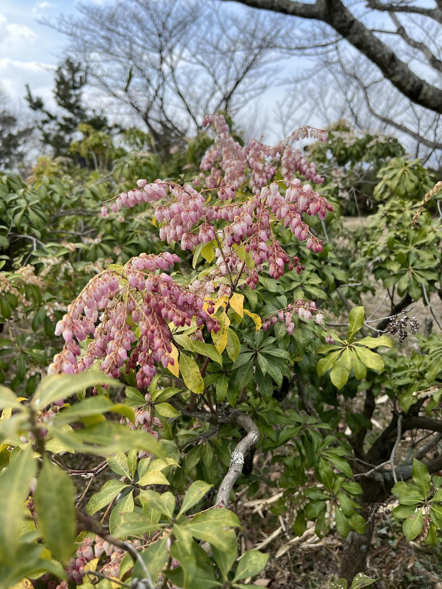 二上山（雄岳）で金剛山麓のパンを食す / minnさんの金剛山・二上山・大和葛城山の活動データ | YAMAP / ヤマップ