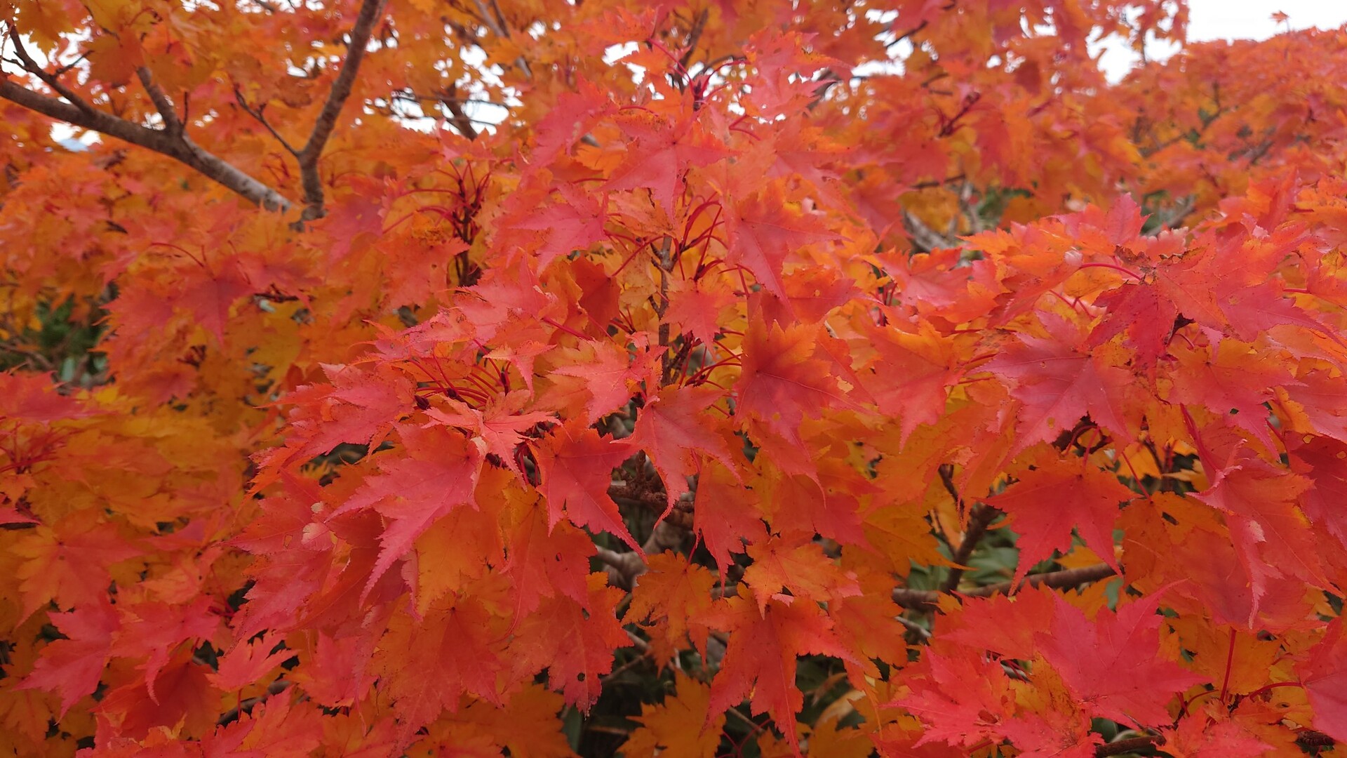 ここ最近気になった事！ ※三角点や頂上撮... / j.jack02さんのモーメント | YAMAP / ヤマップ