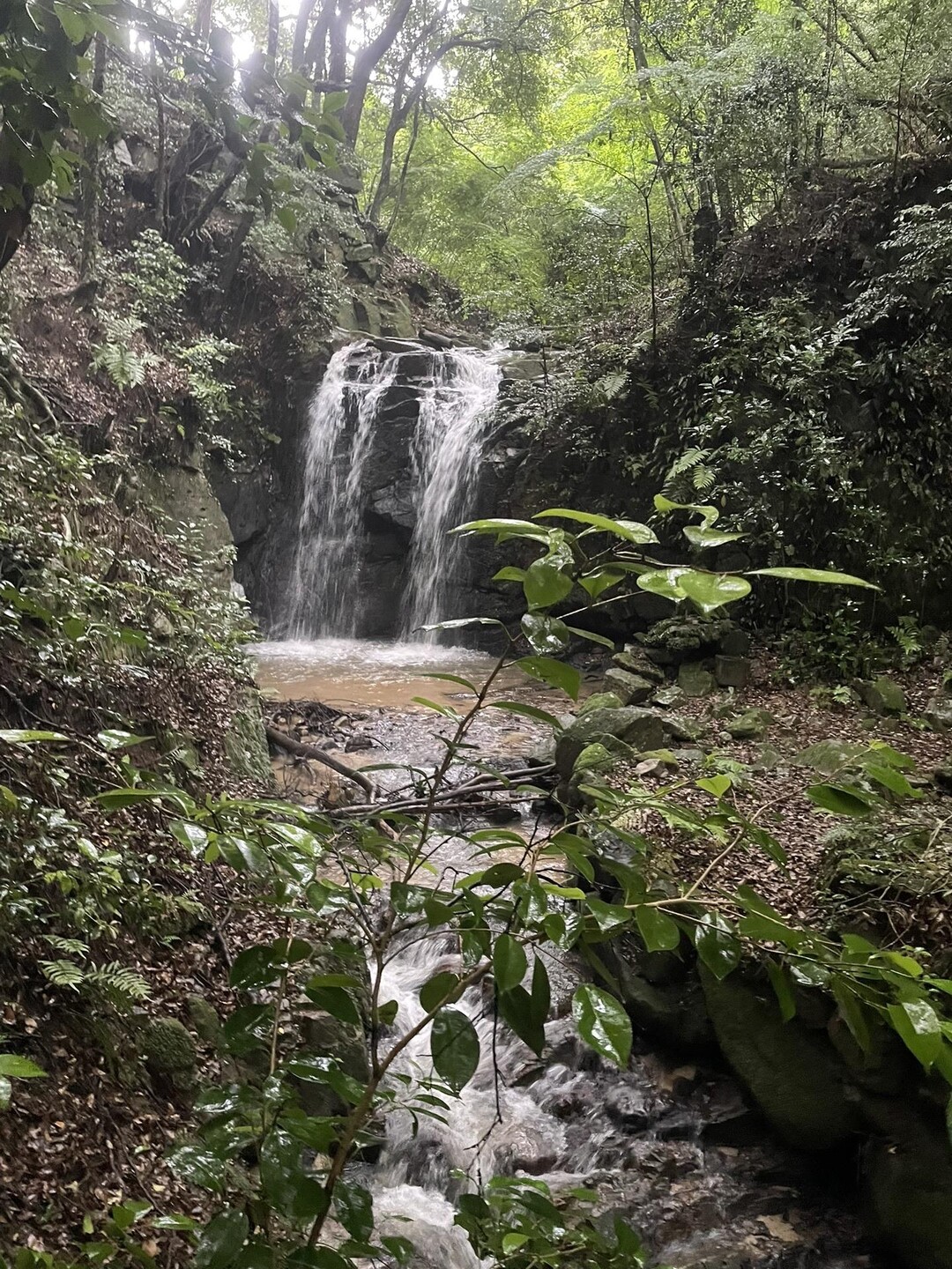 宝満山歩中止からの〜〜四王寺山歩⛰️ / daikiboさんの四王寺山・大城山・大原山の活動データ | YAMAP / ヤマップ