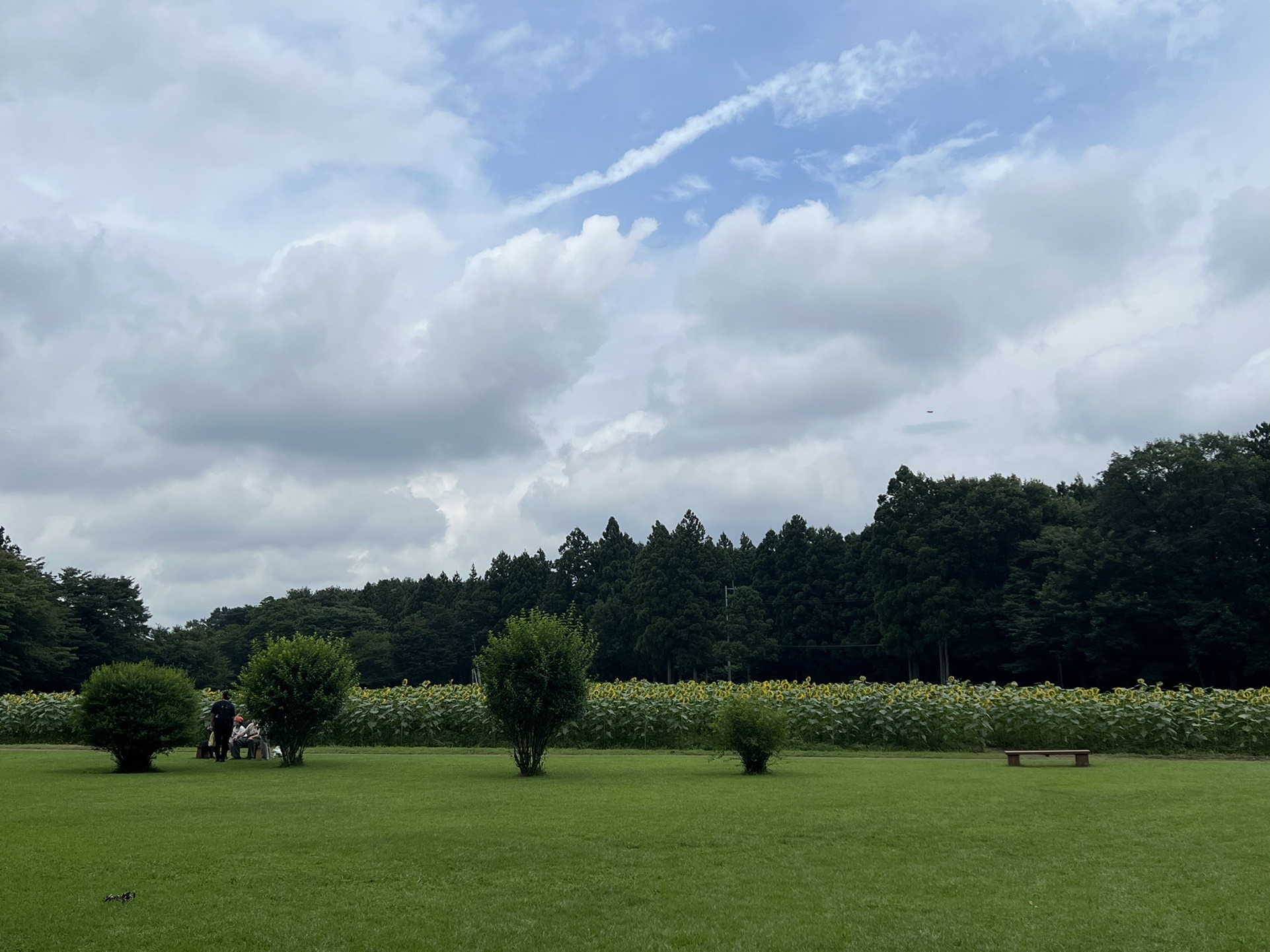 ひまわり🌻畑 パワー貰って元気UP♬ ... / nacky@イチゴさんのモーメント | YAMAP / ヤマップ