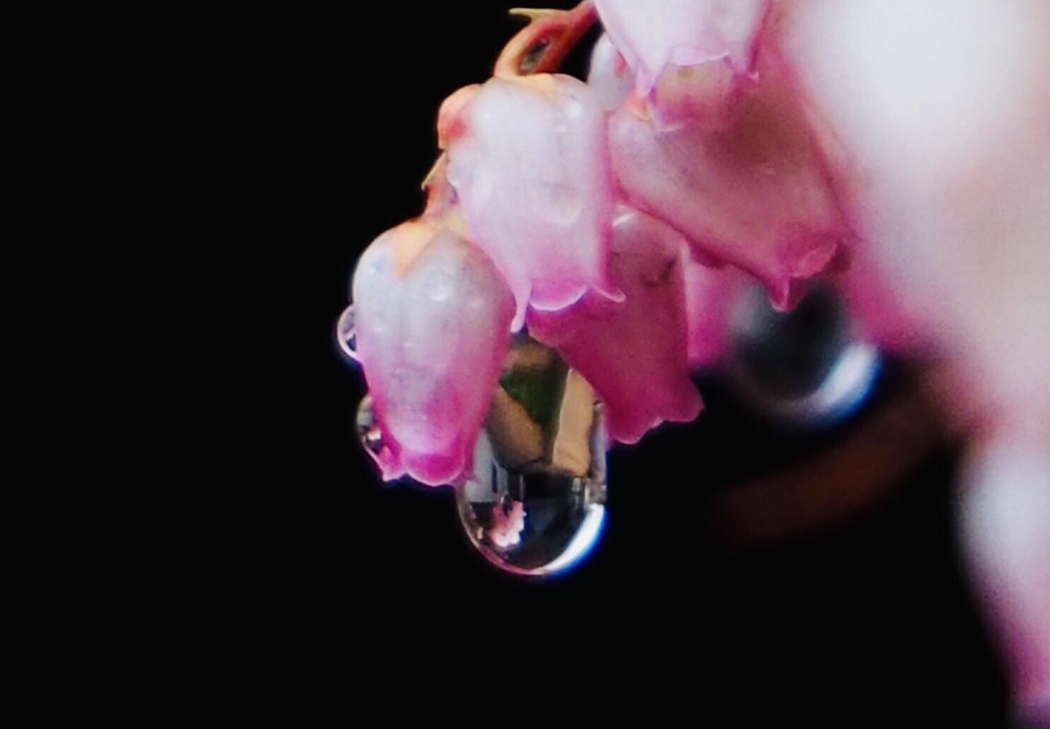 庚申山 -Sakura Saku- / Archaeopteryxさんの藤岡市の活動データ | YAMAP / ヤマップ