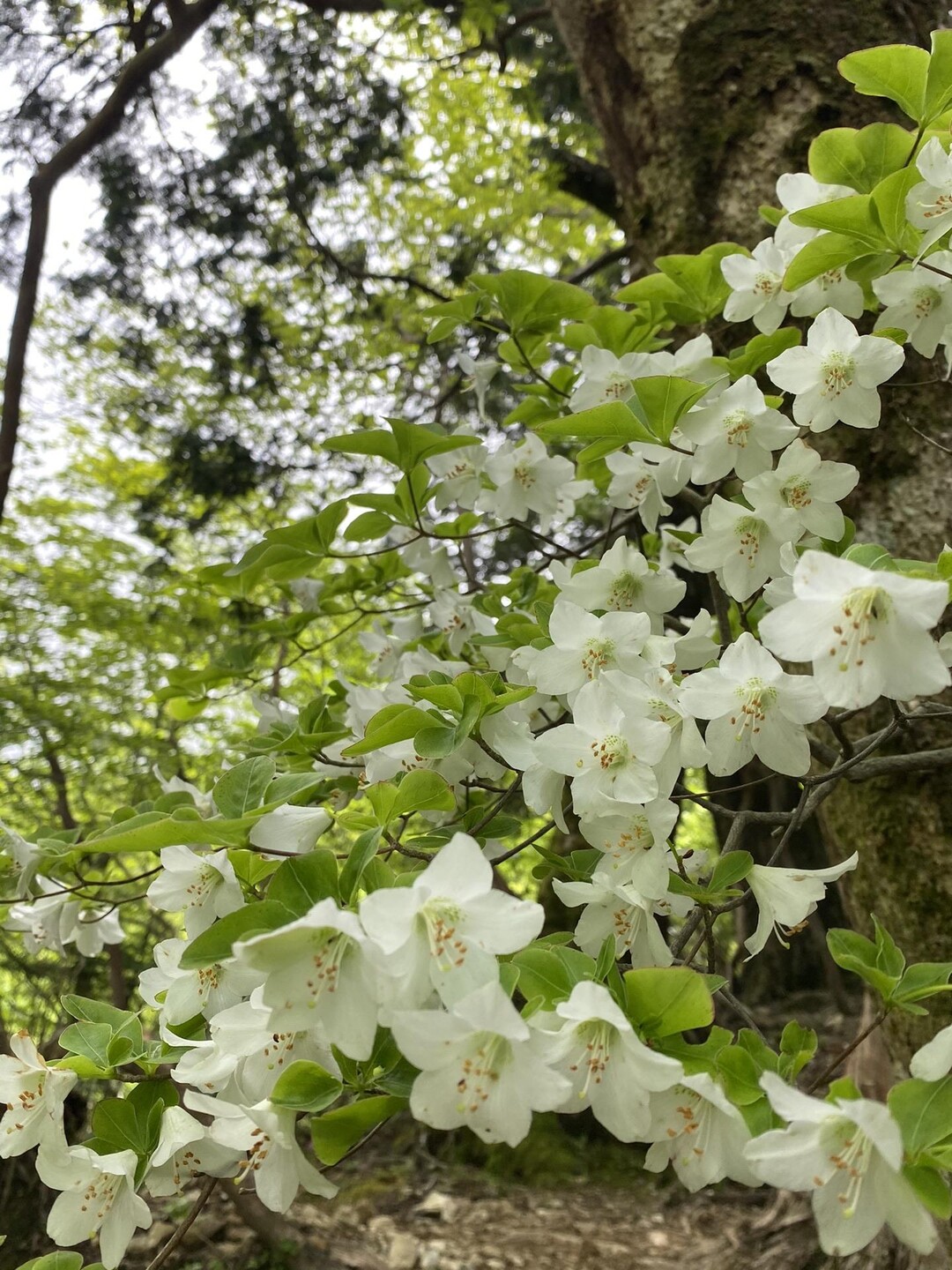 やっと行けた！八経ヶ岳！弥山！ / motusan さんの八経ヶ岳の活動データ | YAMAP / ヤマップ