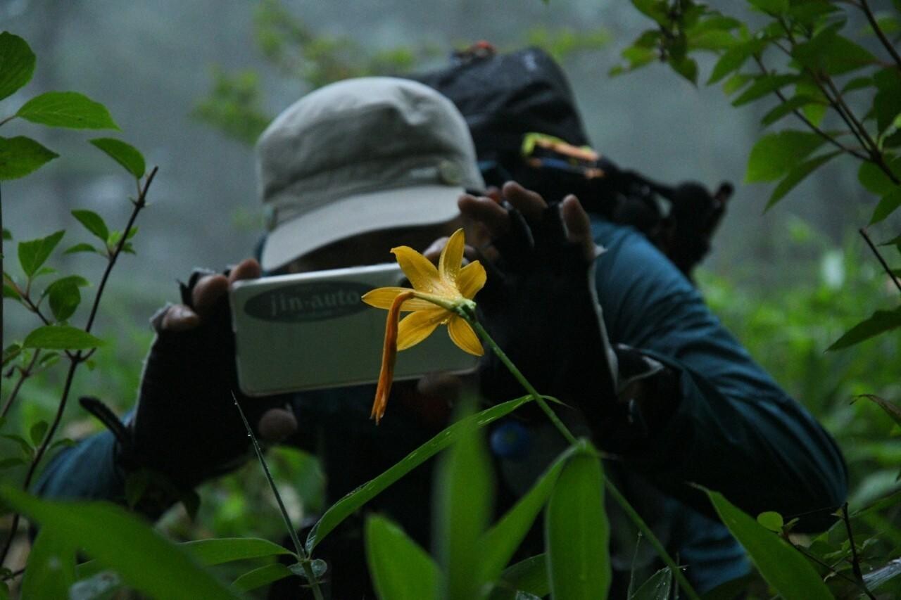 霧の大盛山はキスゲが満開 / take2さんの飯盛山の活動データ | YAMAP / ヤマップ